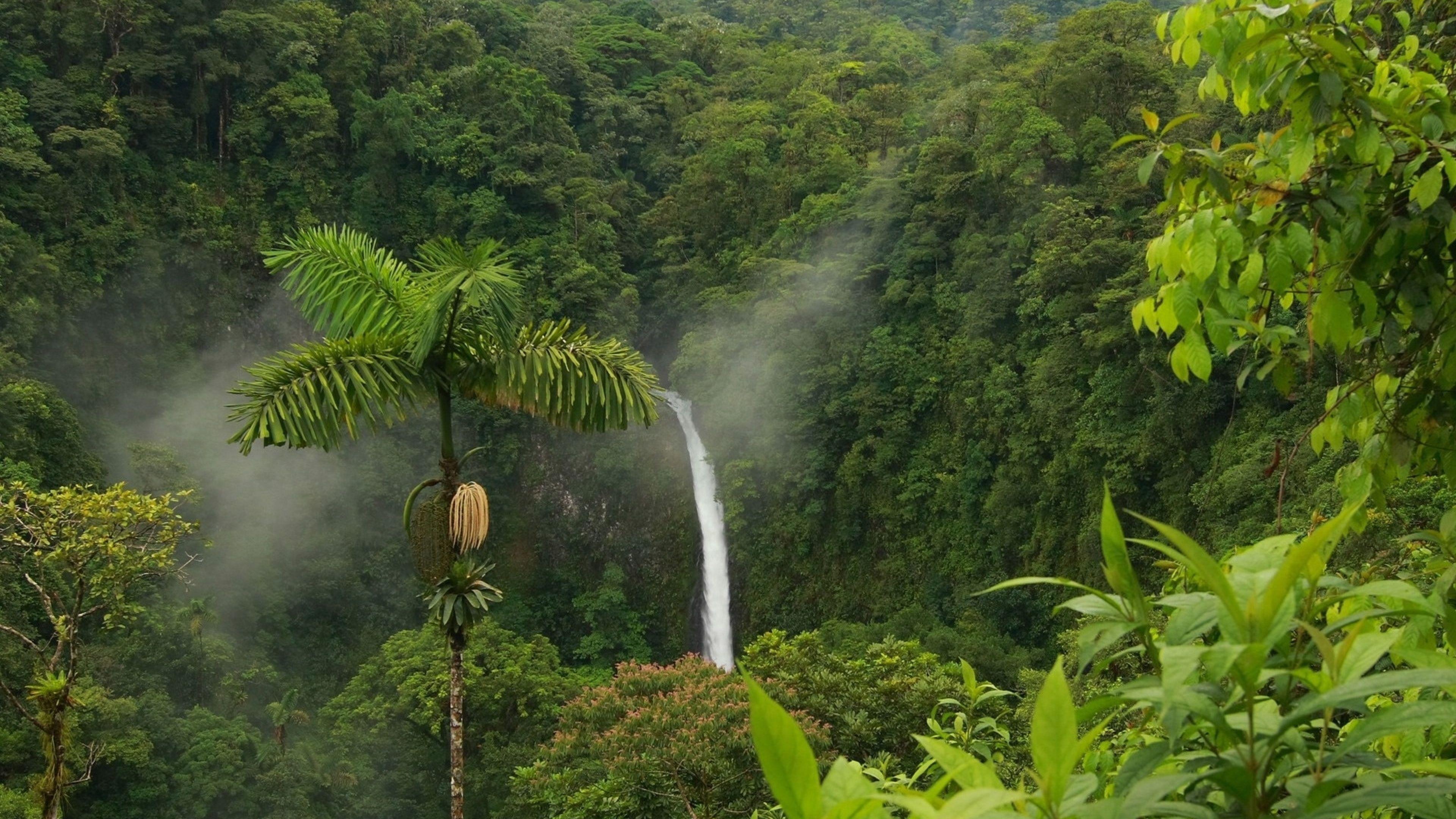 Nature Jungle Wallpapers - Top Free Nature Jungle Backgrounds ...