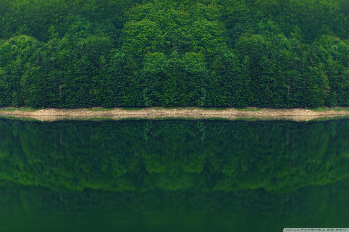 Green Forest 4K Wallpapers - Top Free Green Forest 4K Backgrounds ...