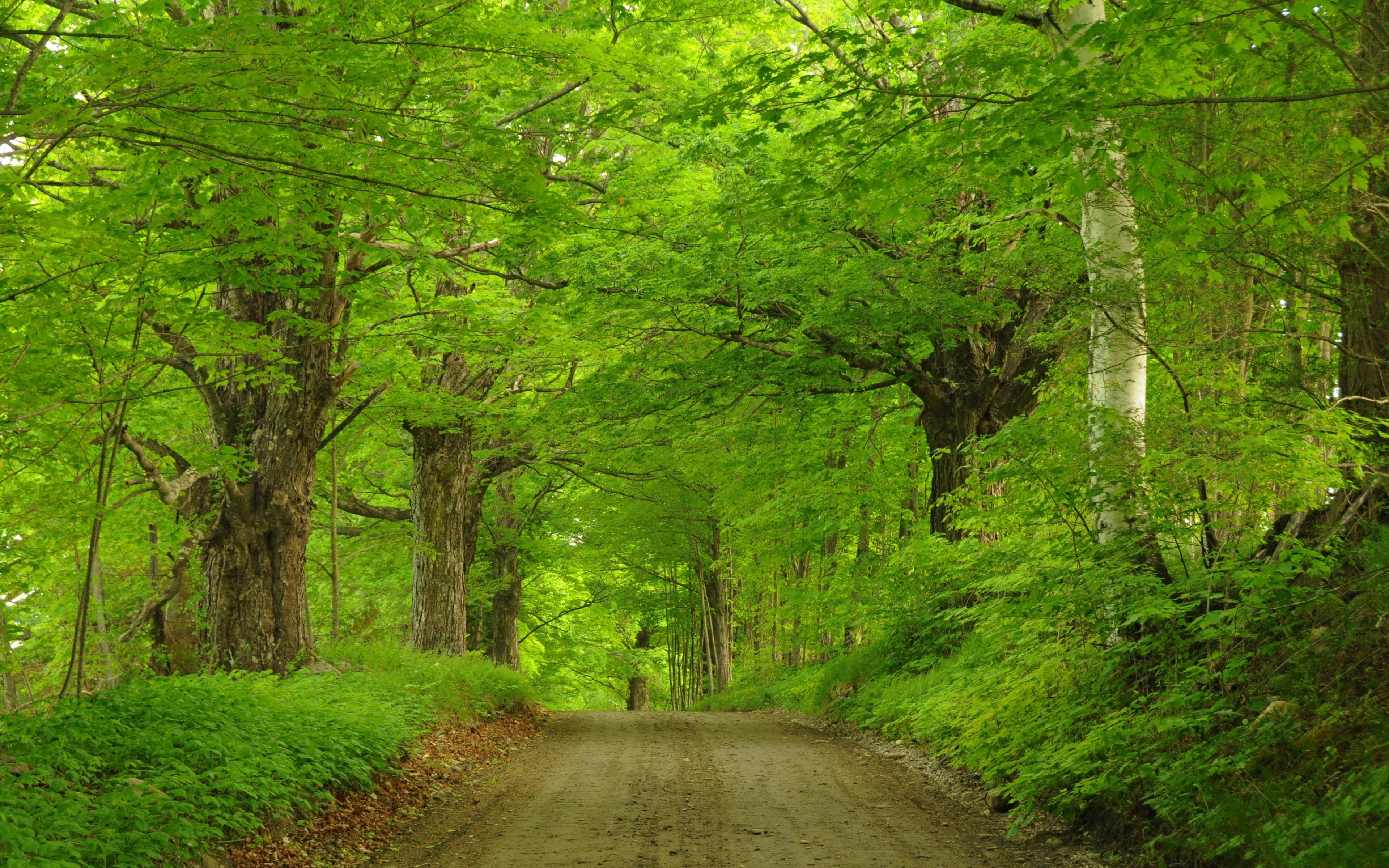 Green Forest 4K Wallpapers - Top Free Green Forest 4K Backgrounds ...