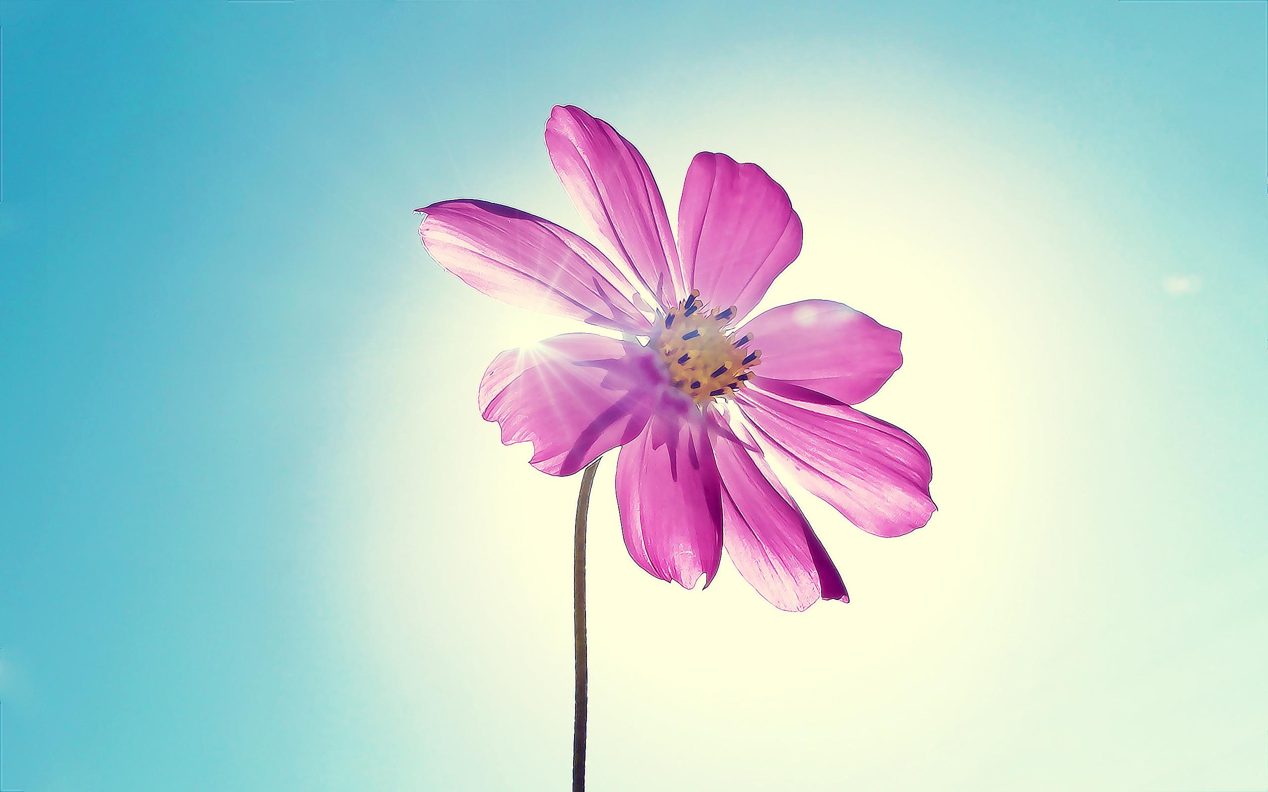 Magenta Flower Wallpapers - Top Free Magenta Flower Backgrounds ...