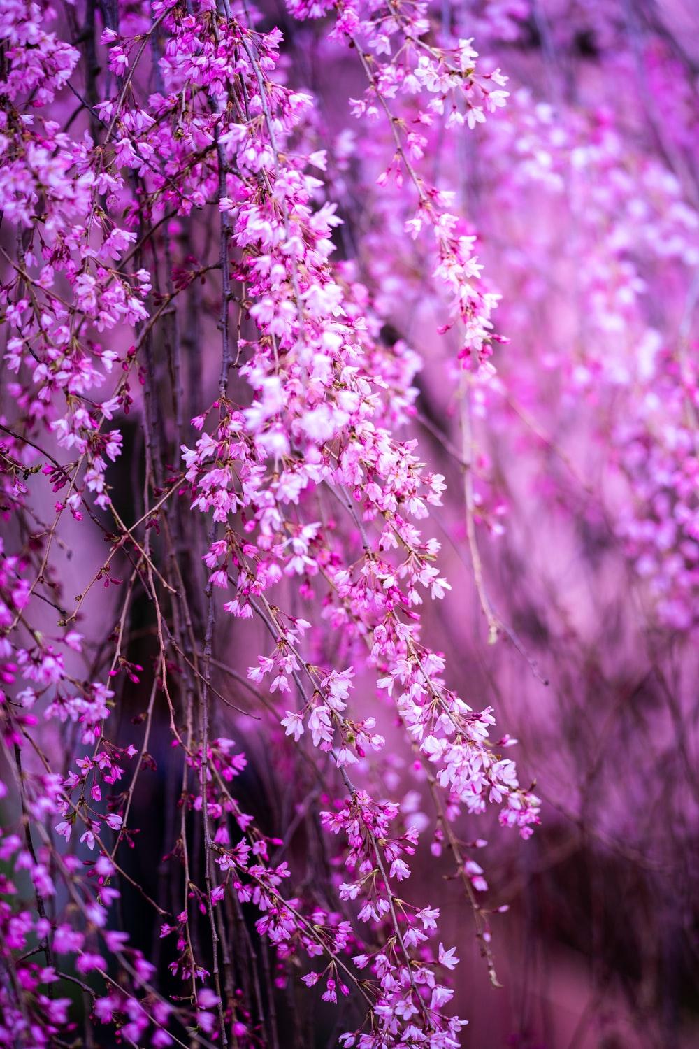 Purple Spring Wallpapers - Top Free Purple Spring Backgrounds ...