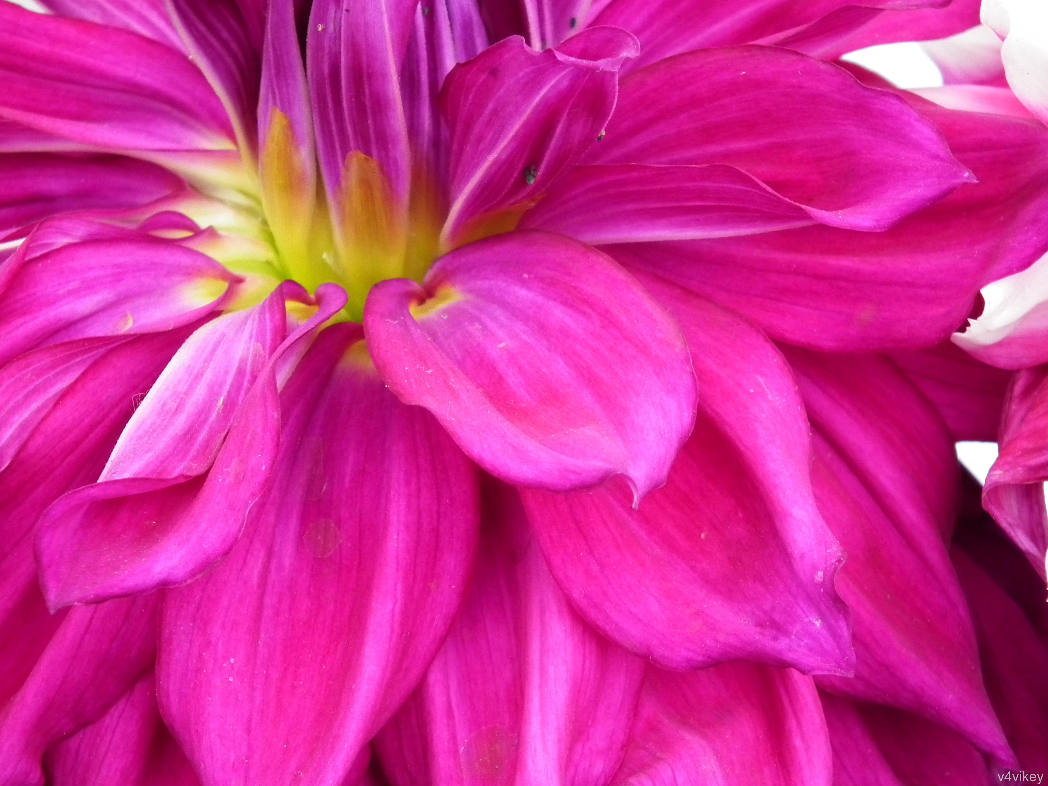 Magenta Flower Wallpapers - Top Free Magenta Flower Backgrounds ...