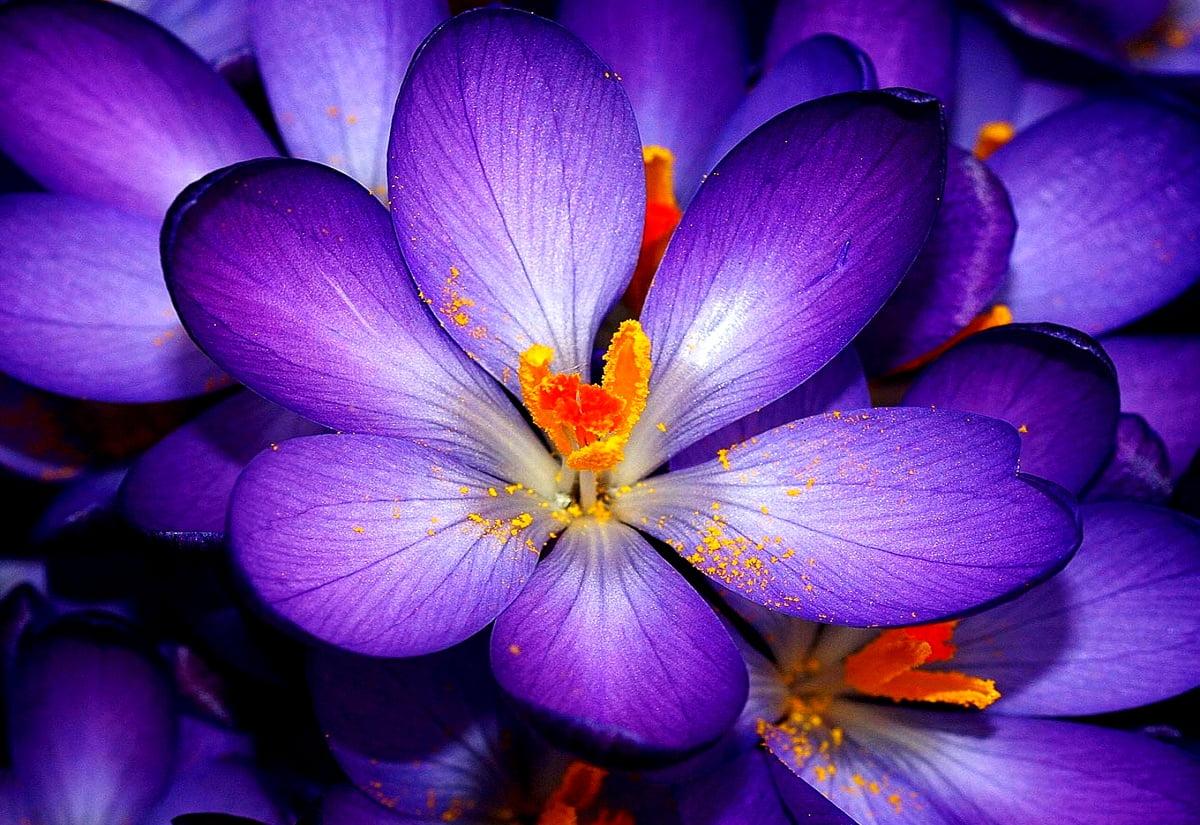 Magenta Flower Wallpapers - Top Free Magenta Flower Backgrounds ...