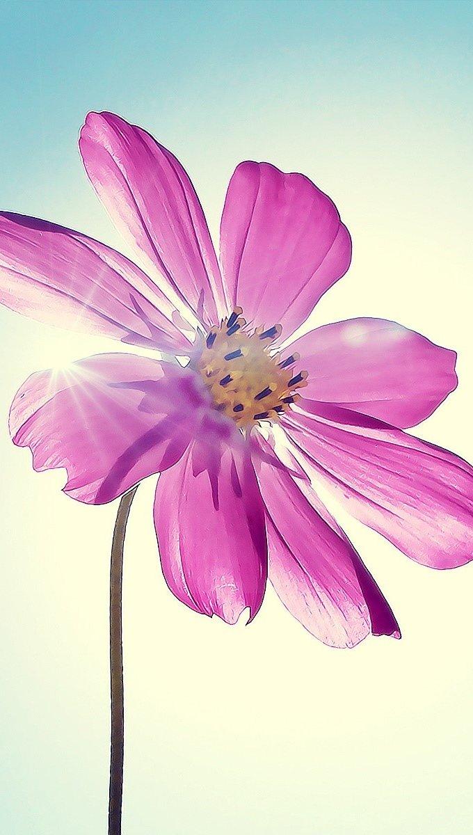 Magenta Flower Wallpapers - Top Free Magenta Flower Backgrounds ...