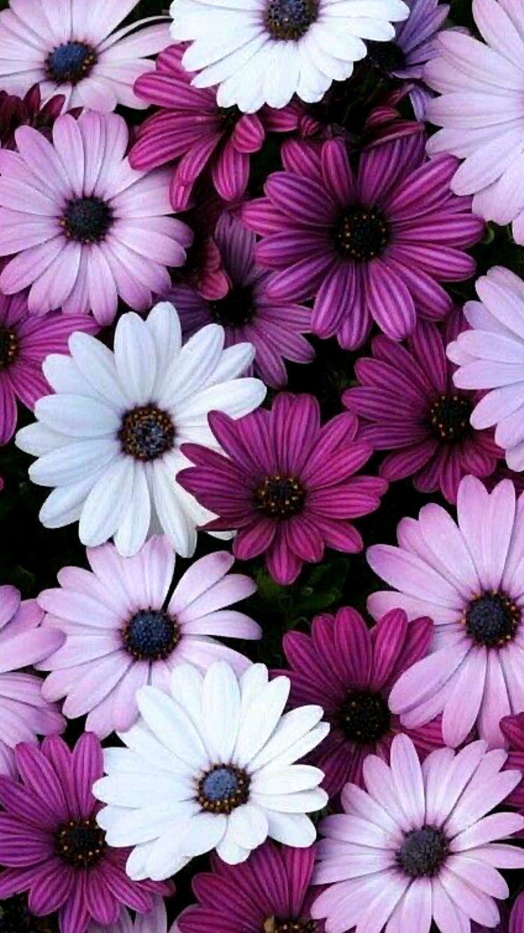 Magenta Flower Wallpapers - Top Free Magenta Flower Backgrounds ...