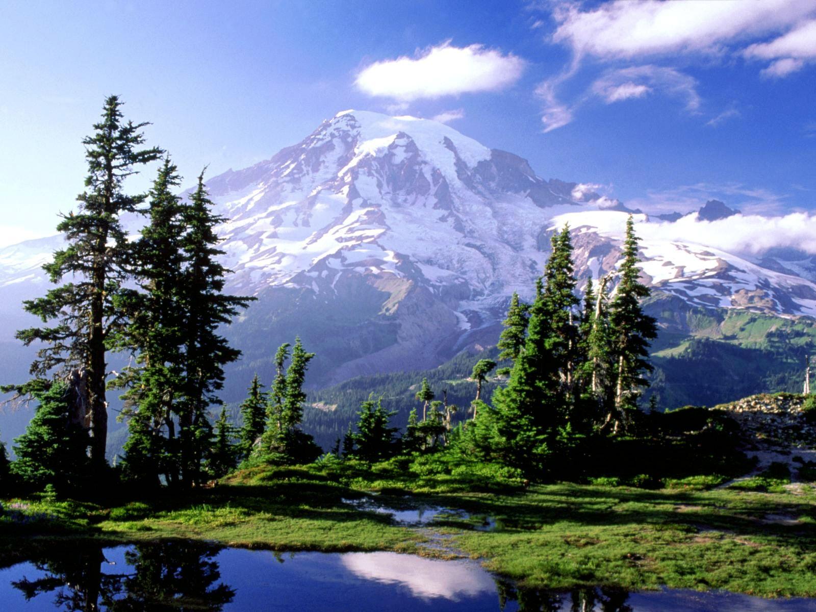 Majestic Forest Wallpapers - Top Free Majestic Forest Backgrounds ...