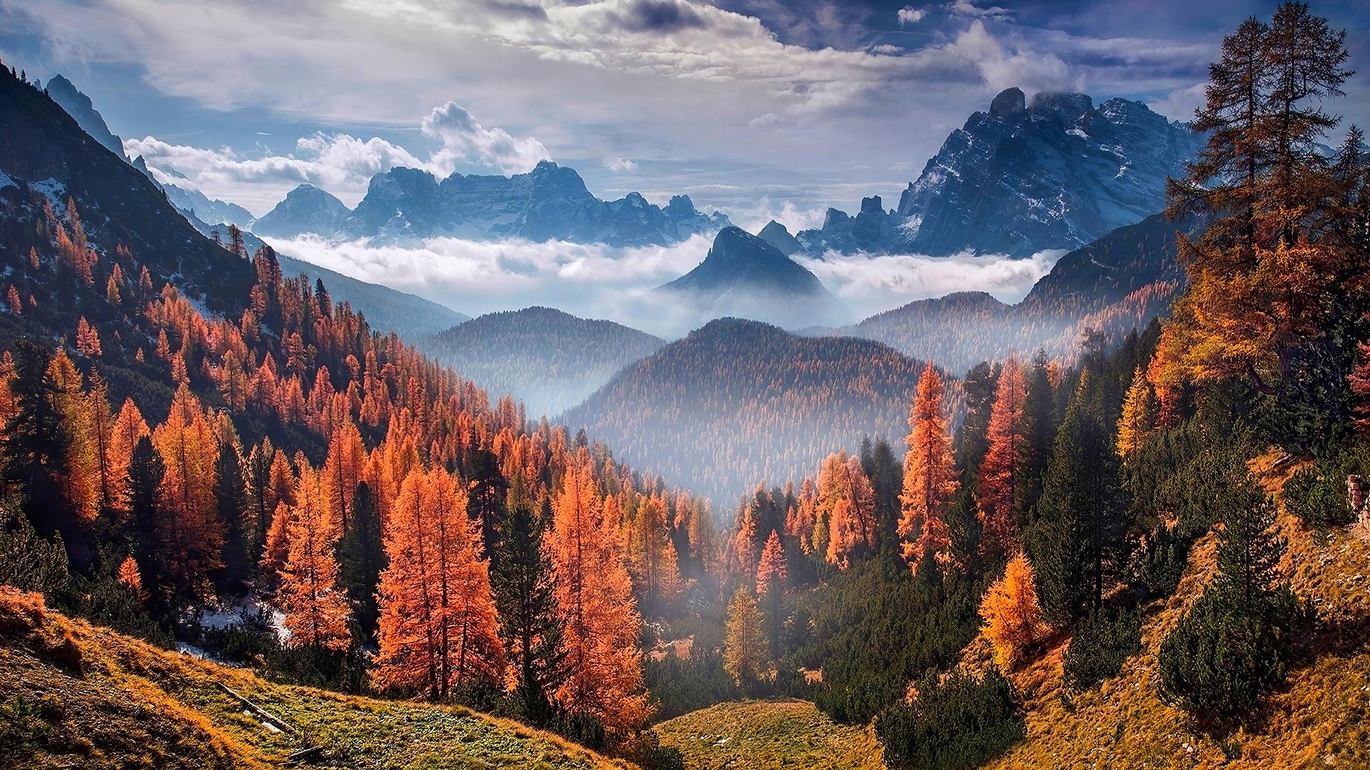 Majestic Forest Wallpapers - Top Free Majestic Forest Backgrounds ...