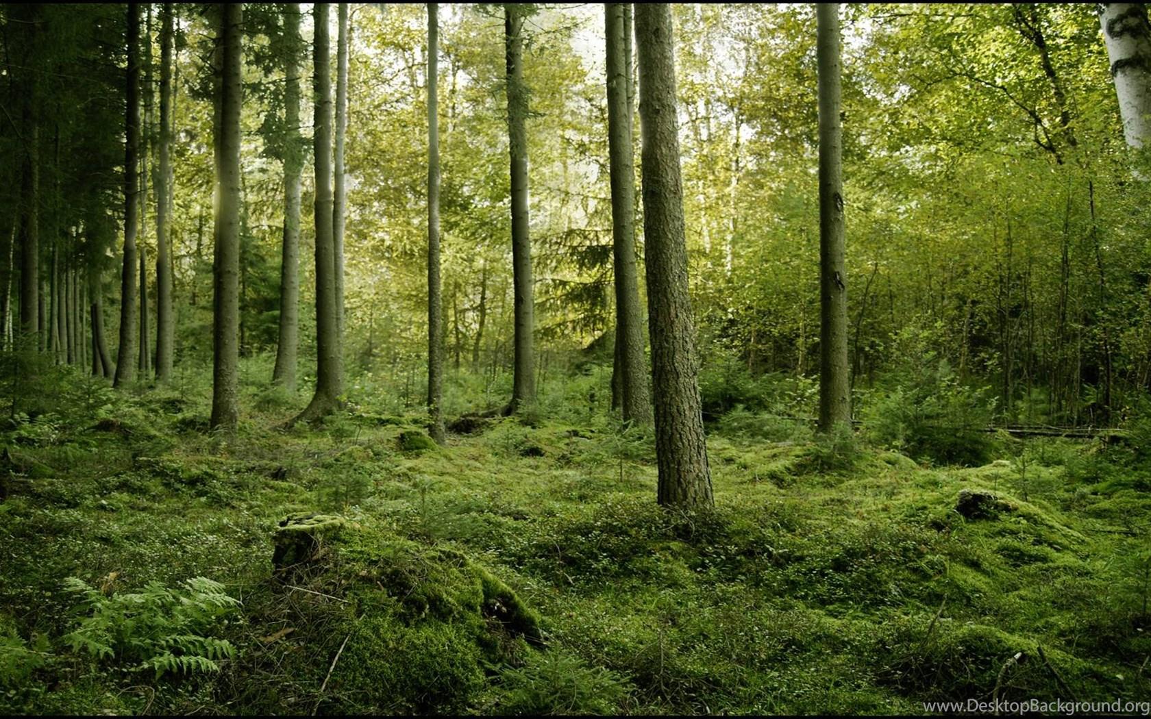 Majestic Forest Wallpapers - Top Free Majestic Forest Backgrounds ...