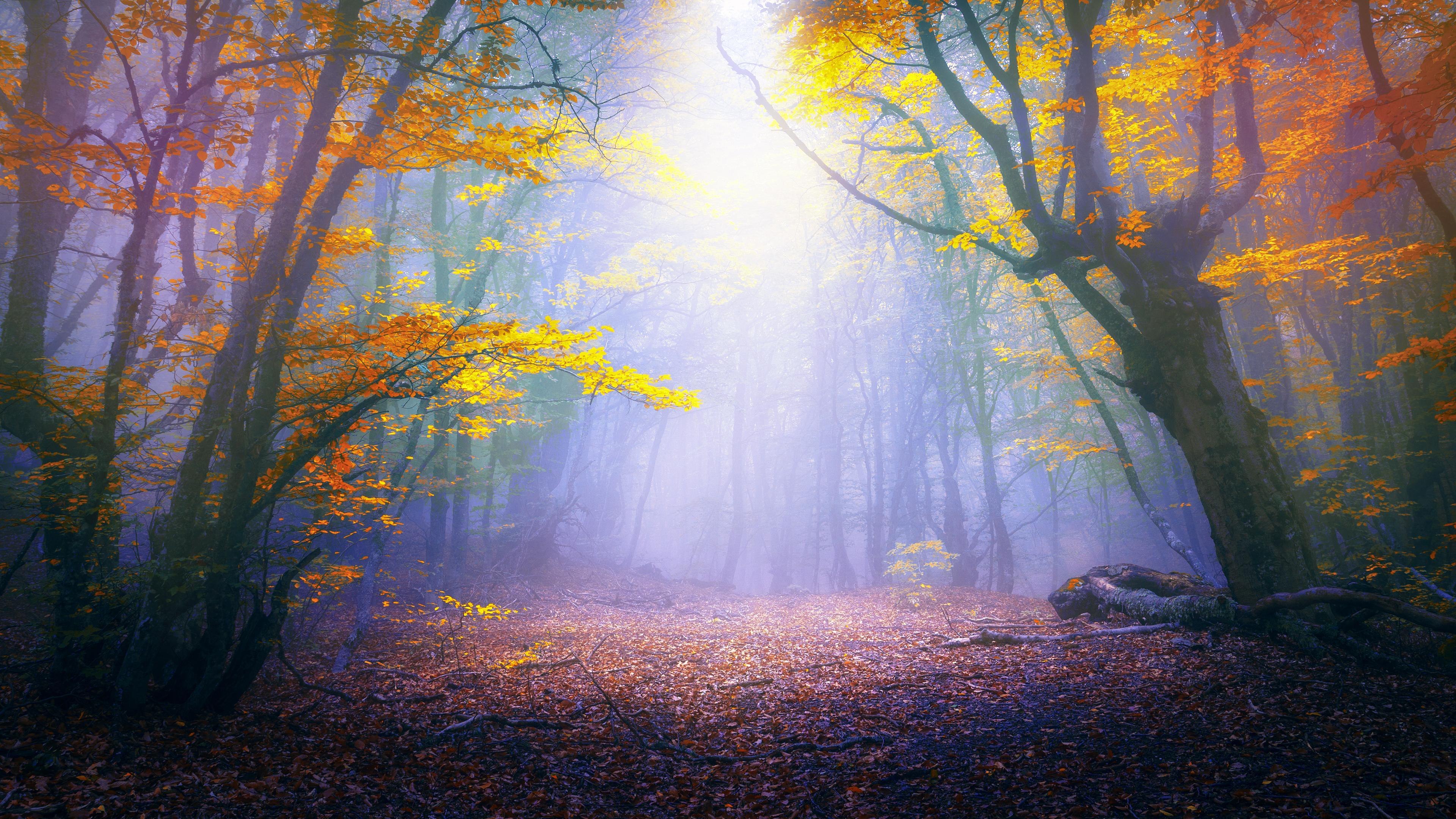 Fairy Tale Forest Wallpapers - Top Free Fairy Tale Forest Backgrounds ...