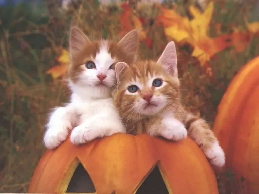 Cat Pumpkin Wallpapers - Top Free Cat Pumpkin Backgrounds - WallpaperAccess