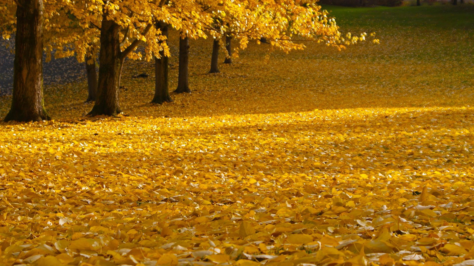 October HD Wallpapers - Top Free October HD Backgrounds - WallpaperAccess