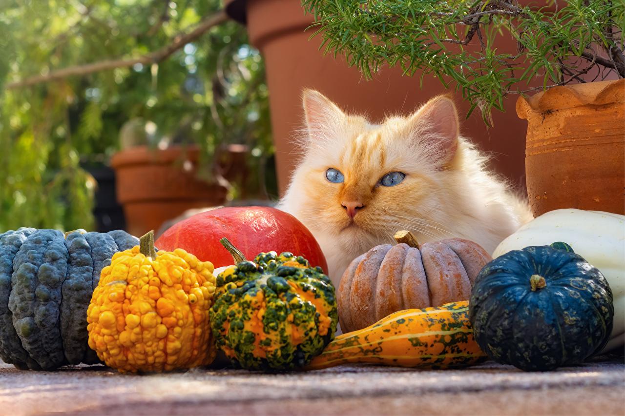 Cat Pumpkin Wallpapers - Top Free Cat Pumpkin Backgrounds - WallpaperAccess