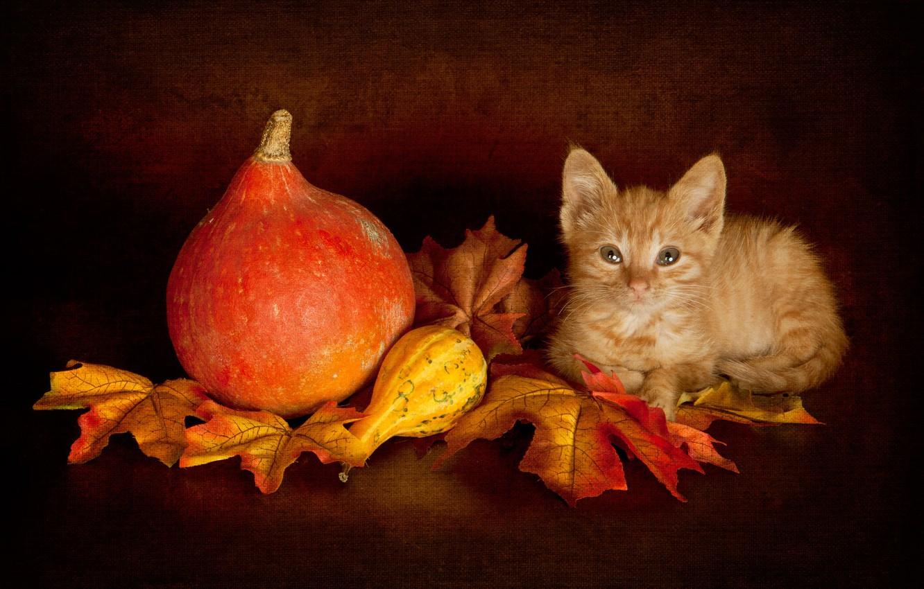Cat Pumpkin Wallpapers - Top Free Cat Pumpkin Backgrounds - WallpaperAccess