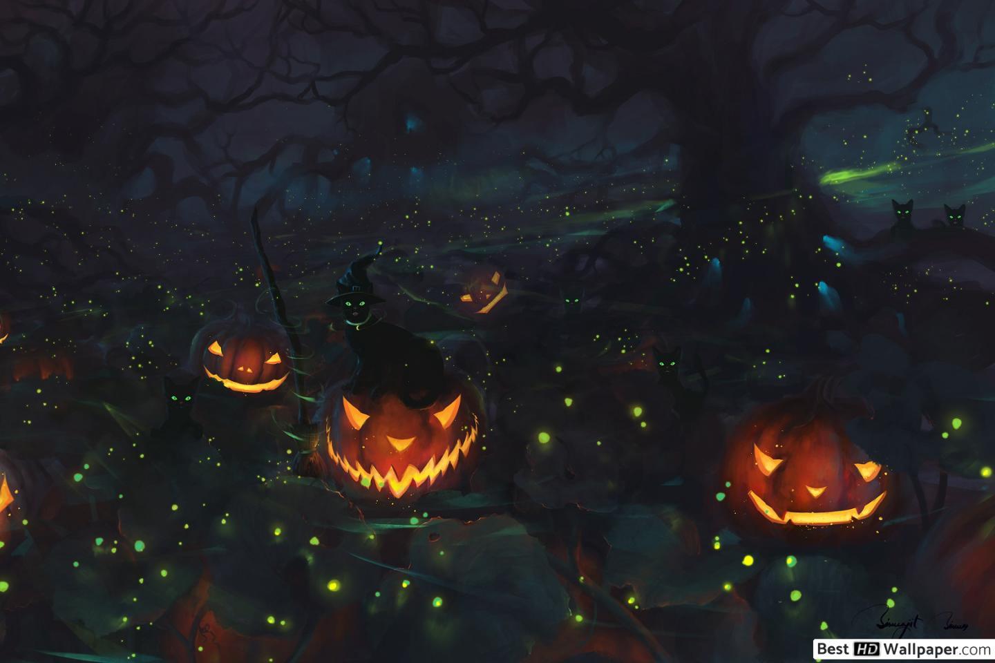 Cat Pumpkin Wallpapers - Top Free Cat Pumpkin Backgrounds - WallpaperAccess