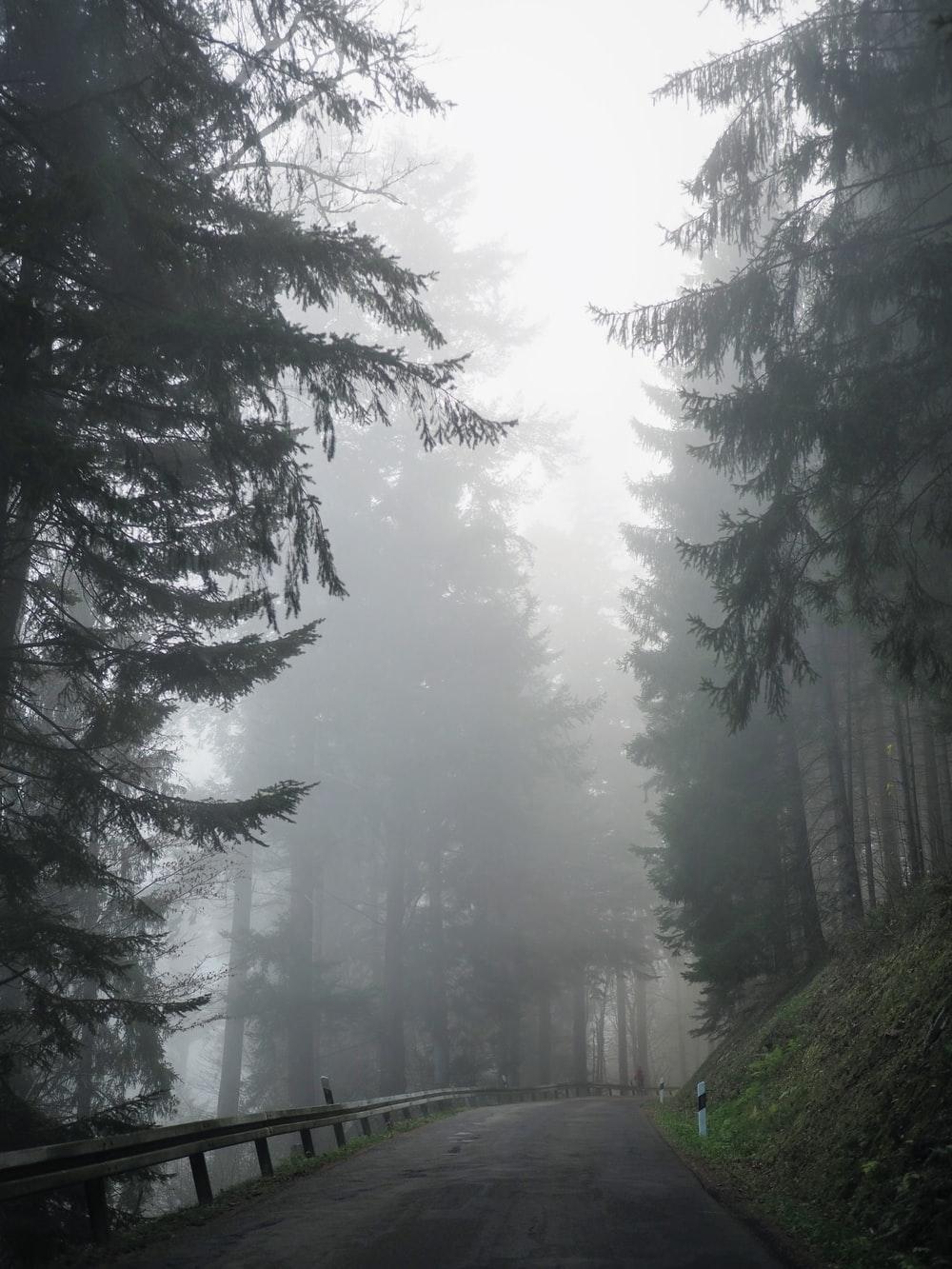 Dark Misty Forest Wallpapers - Top Free Dark Misty Forest Backgrounds ...