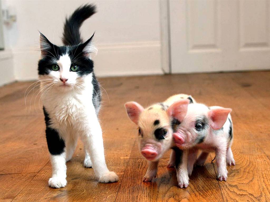 Cat Pig Wallpapers - Top Free Cat Pig Backgrounds - WallpaperAccess