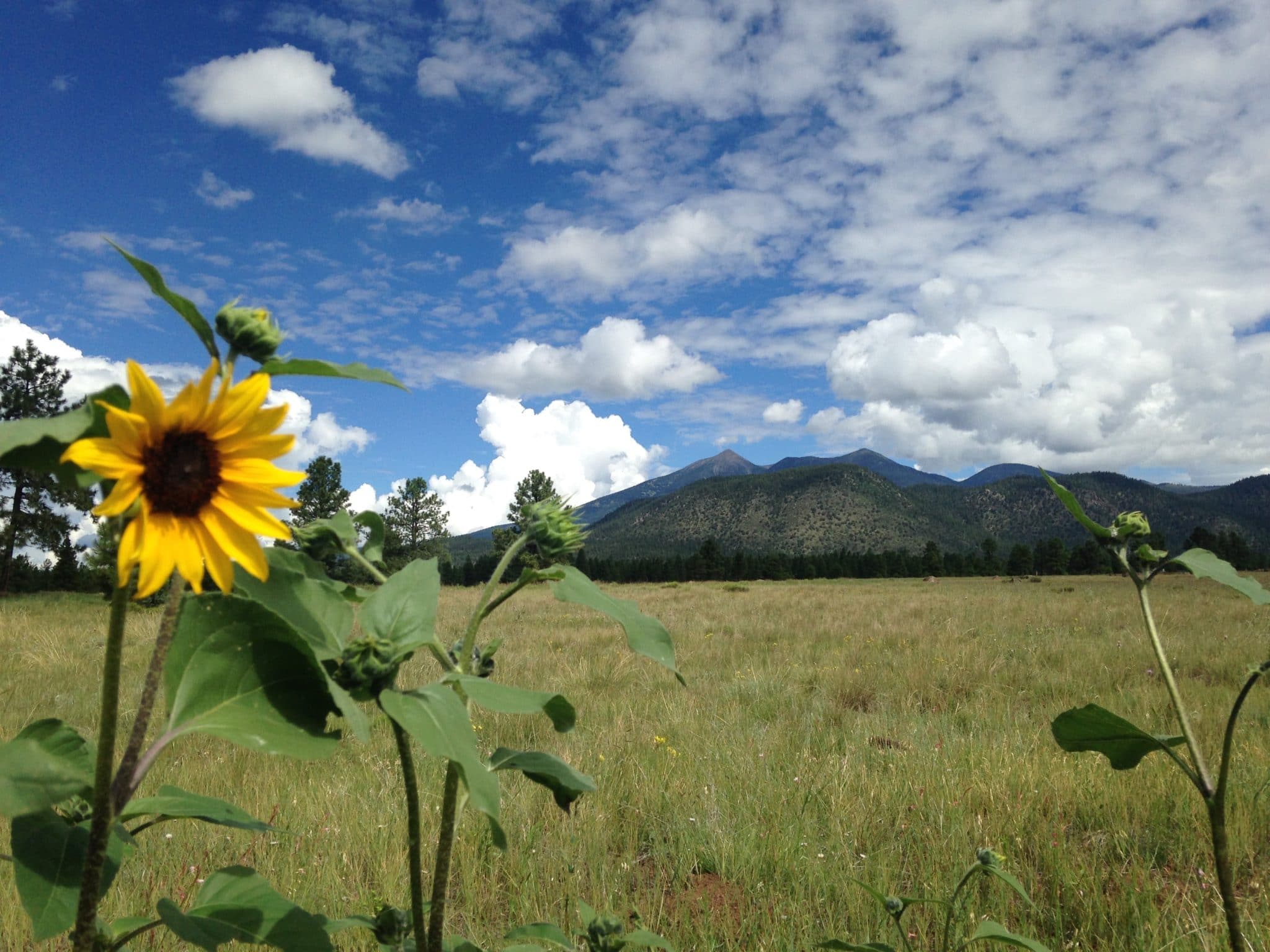 Flagstaff Arizona Wallpapers - Top Free Flagstaff Arizona Backgrounds ...