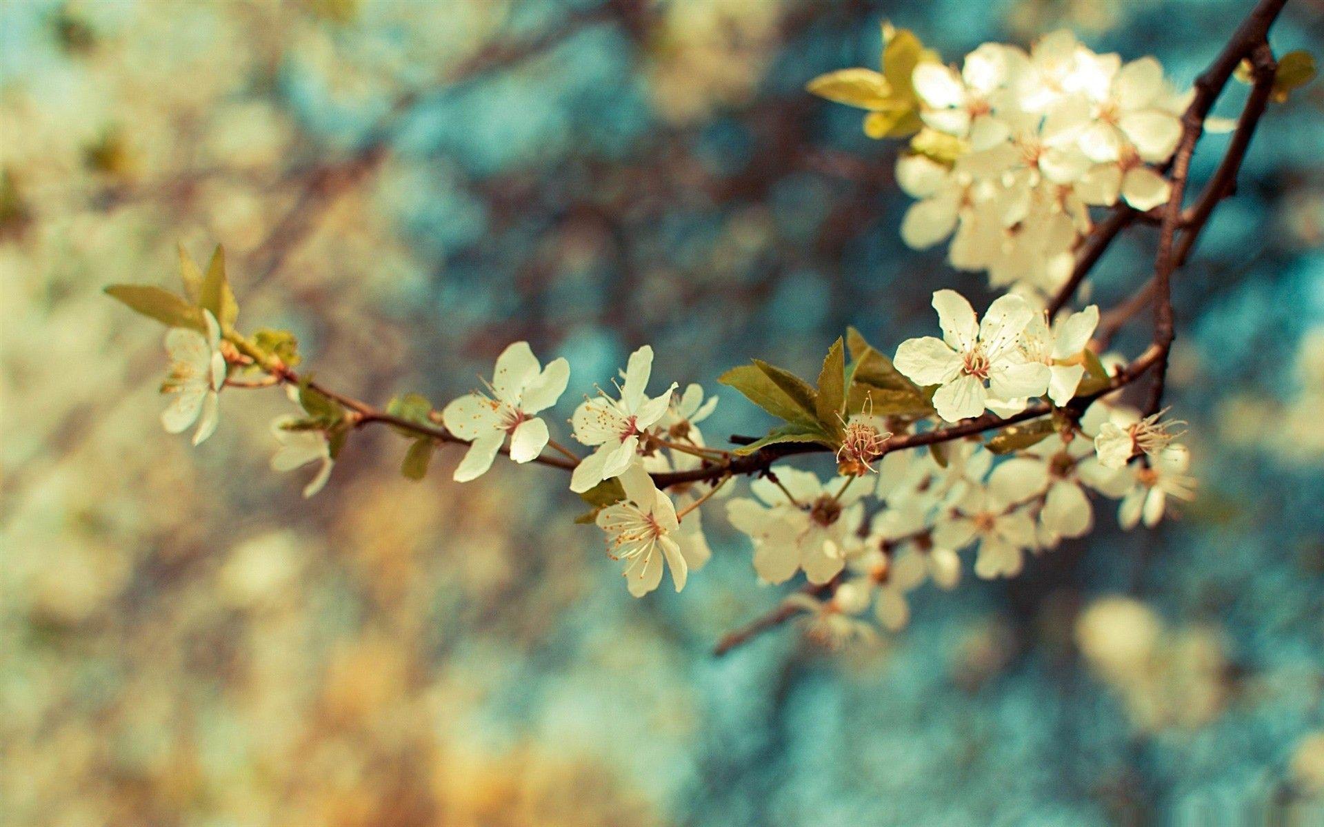 Beautiful Desktop Wallpapers - Top Free Beautiful Desktop Backgrounds ...