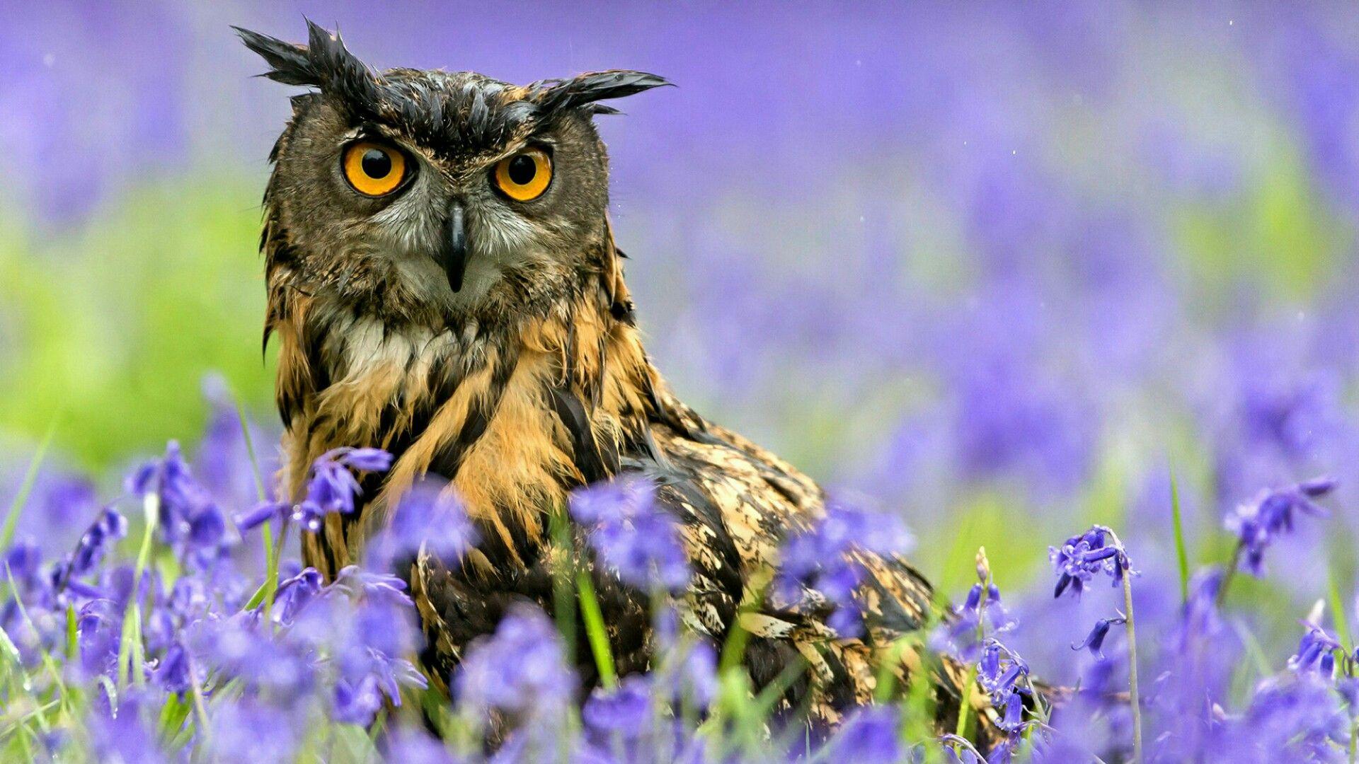 HD Owl Desktop Wallpapers - Top Free HD Owl Desktop Backgrounds ...
