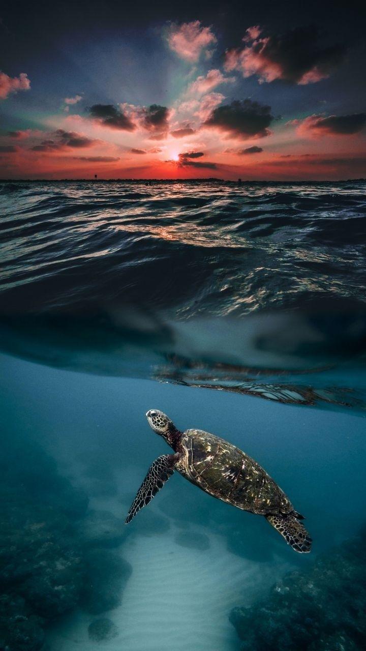 4K Turtle Wallpapers - Top Free 4K Turtle Backgrounds - WallpaperAccess