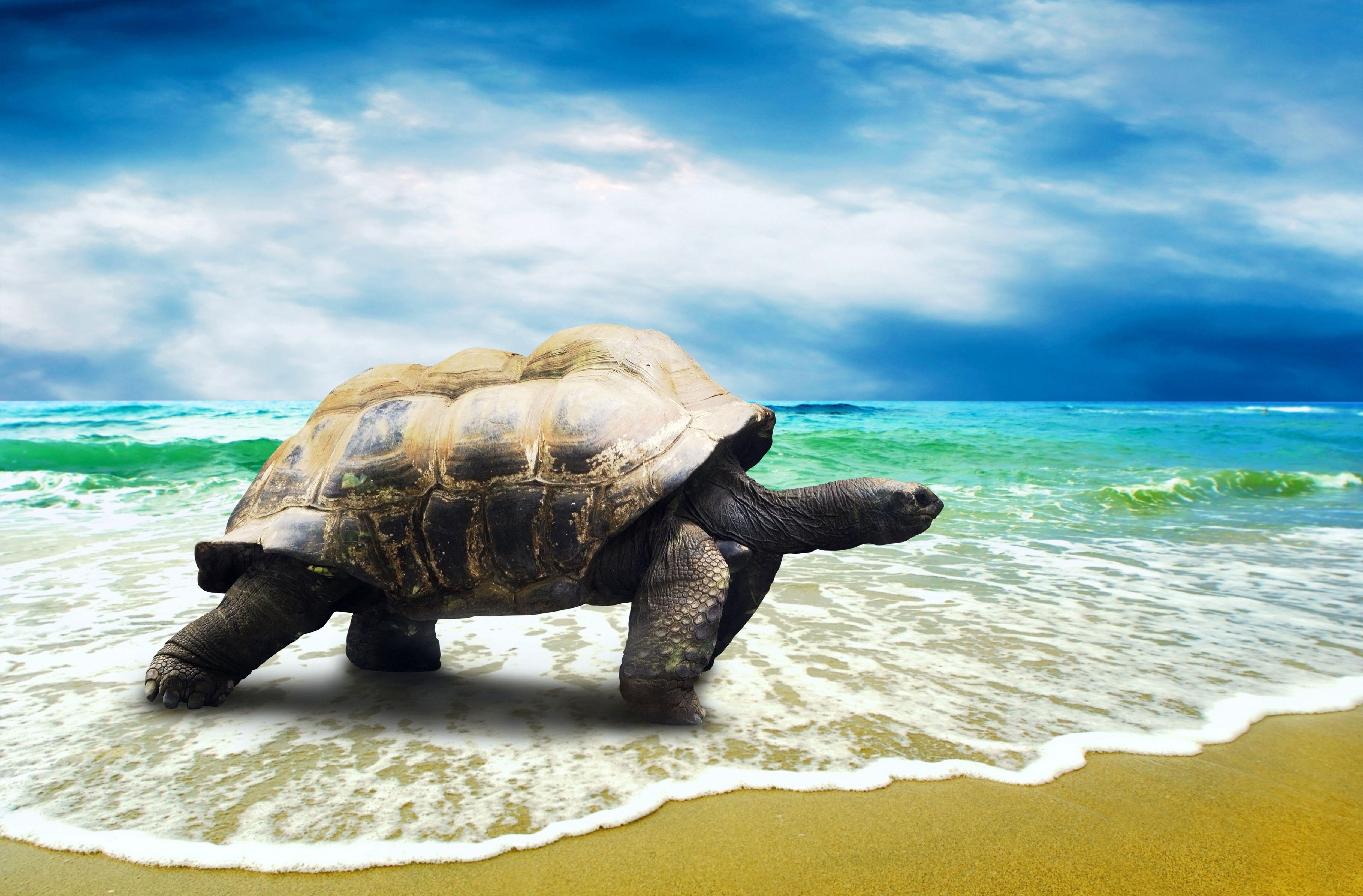 Beach Animal Wallpapers - Top Free Beach Animal Backgrounds ...