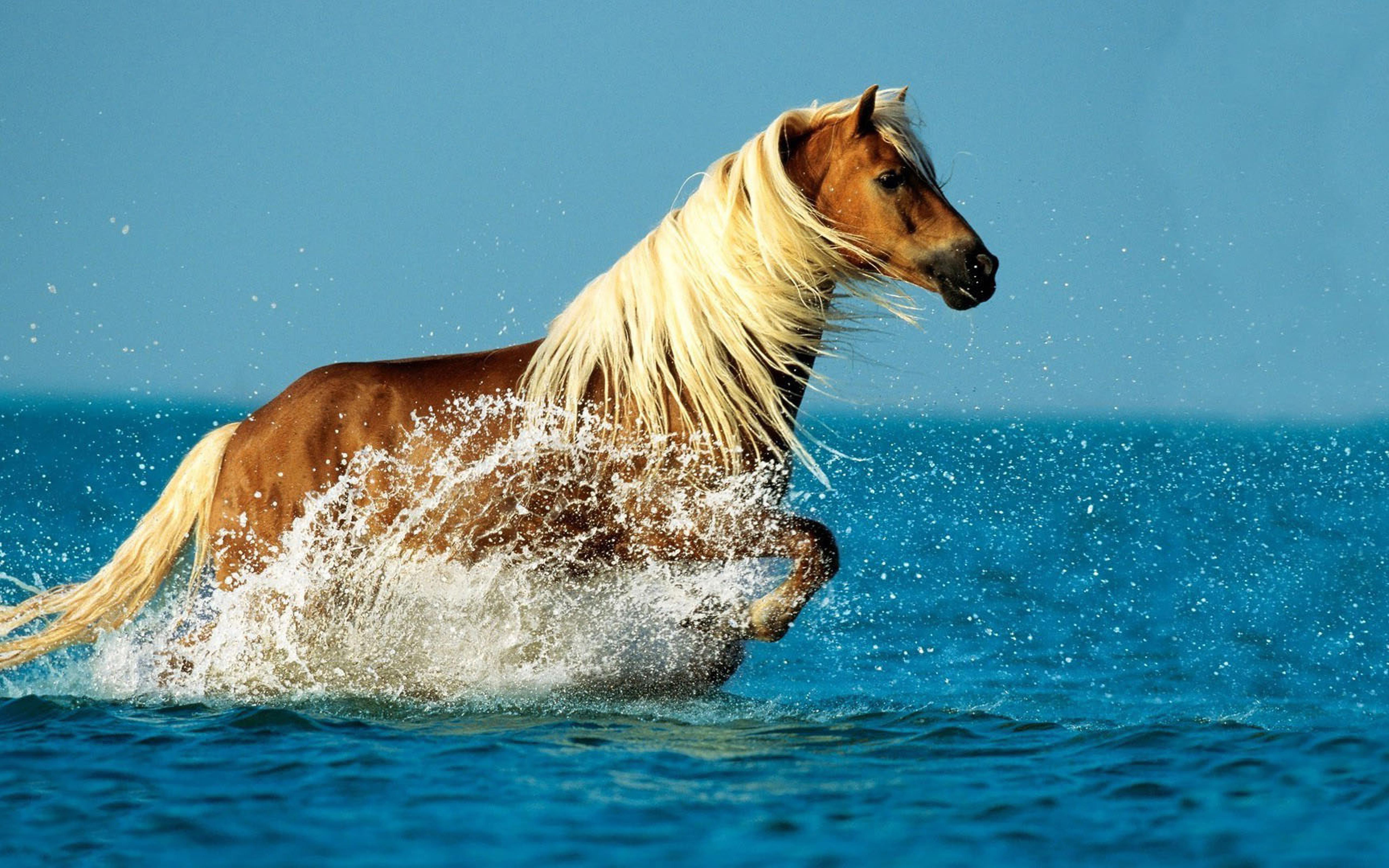 Beach Animal Wallpapers - Top Free Beach Animal Backgrounds ...