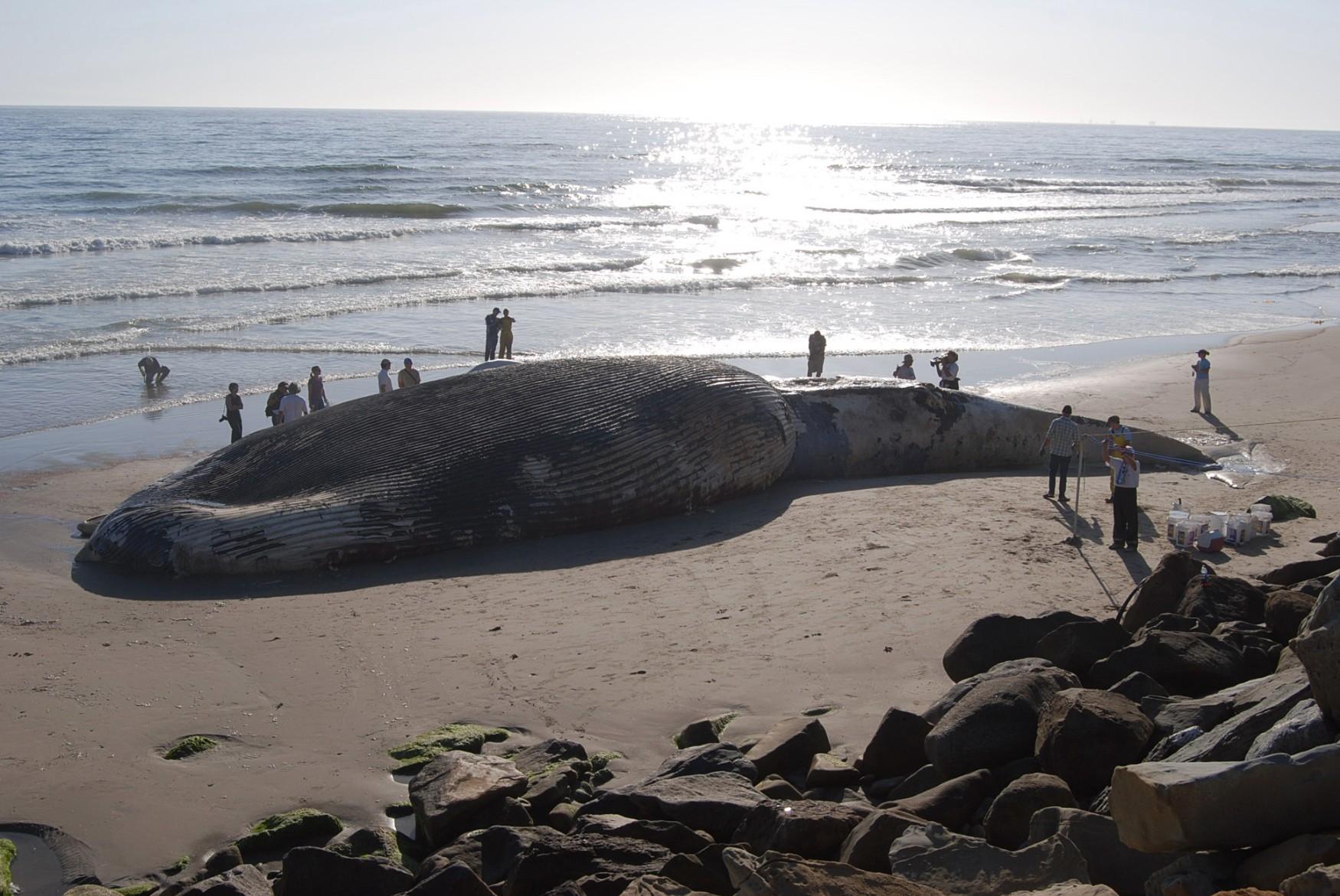 Beach Animal Wallpapers - Top Free Beach Animal Backgrounds ...