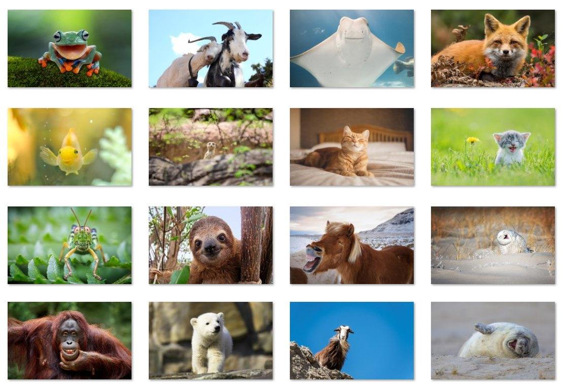 Smiling Animal Wallpapers - Top Free Smiling Animal Backgrounds ...