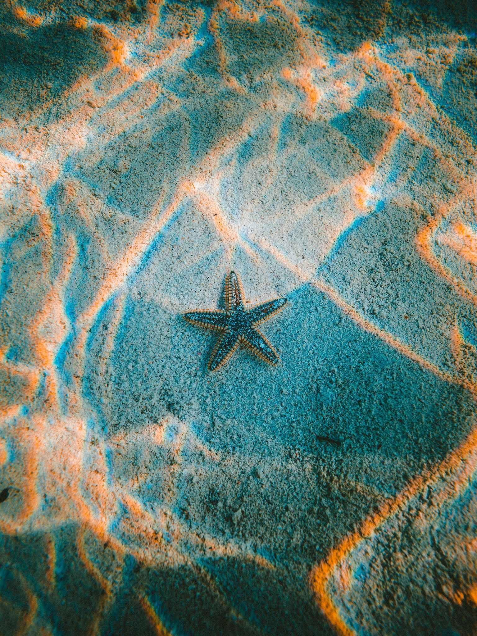 Beach Animal Wallpapers - Top Free Beach Animal Backgrounds ...