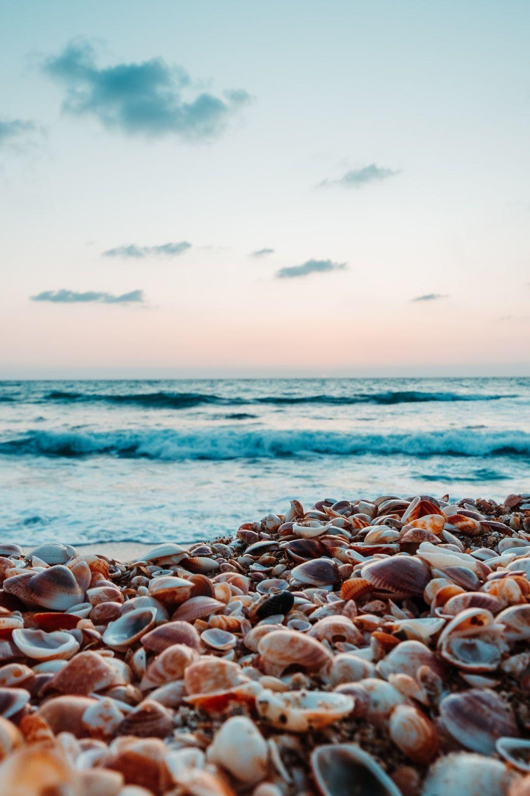 Beach Animal Wallpapers - Top Free Beach Animal Backgrounds ...