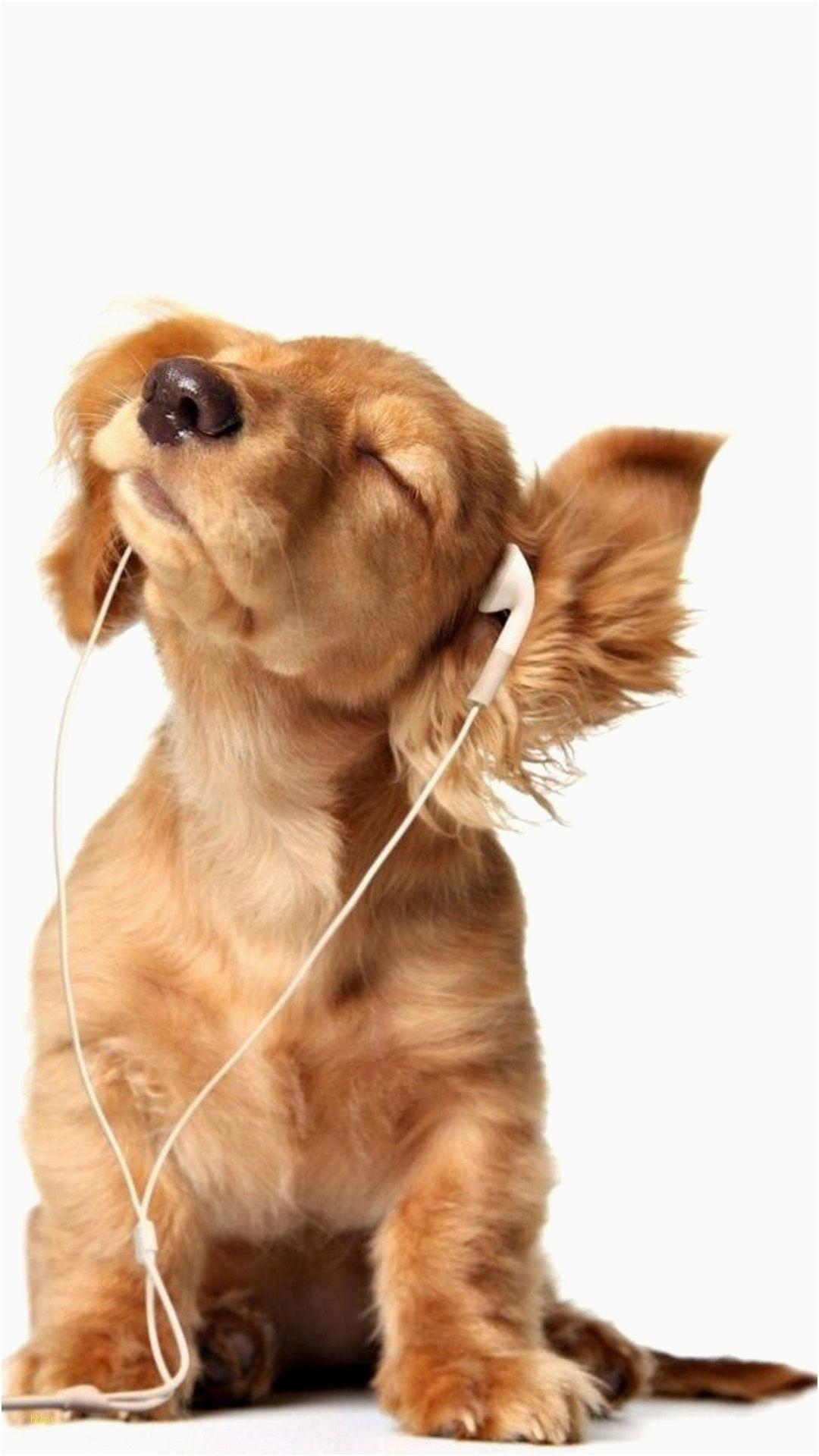 Smiling Animal Wallpapers - Top Free Smiling Animal Backgrounds ...