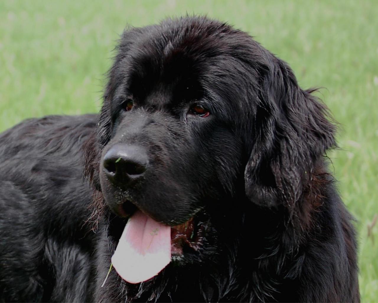 Newfoundland Dog Wallpapers - Top Free Newfoundland Dog Backgrounds ...