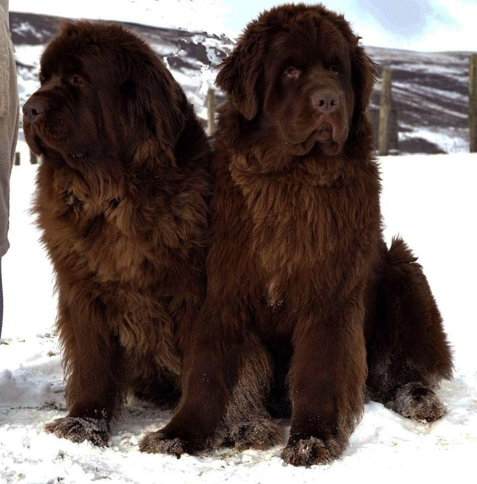 Newfoundland Dog Wallpapers - Top Free Newfoundland Dog Backgrounds ...