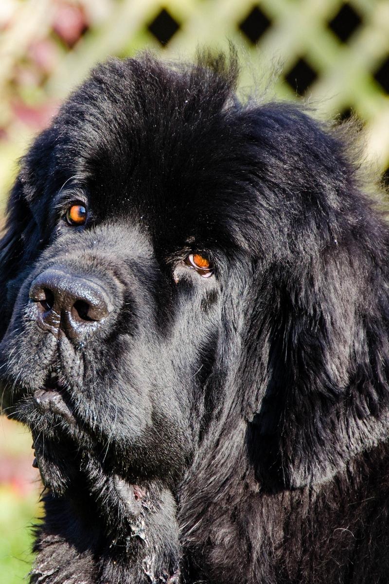 Newfoundland Dog Wallpapers - Top Free Newfoundland Dog Backgrounds ...