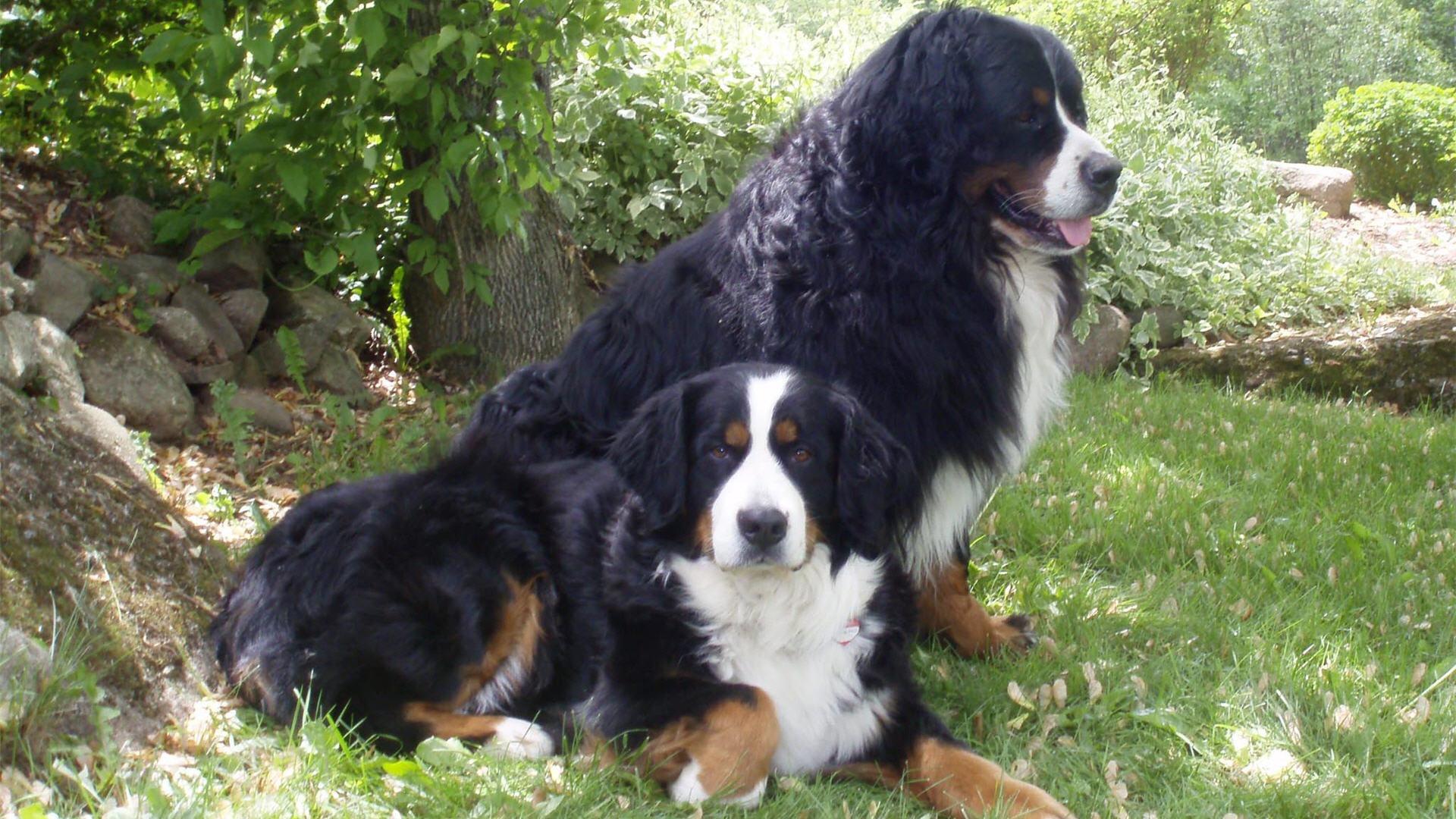 Newfoundland Dog Wallpapers - Top Free Newfoundland Dog Backgrounds ...
