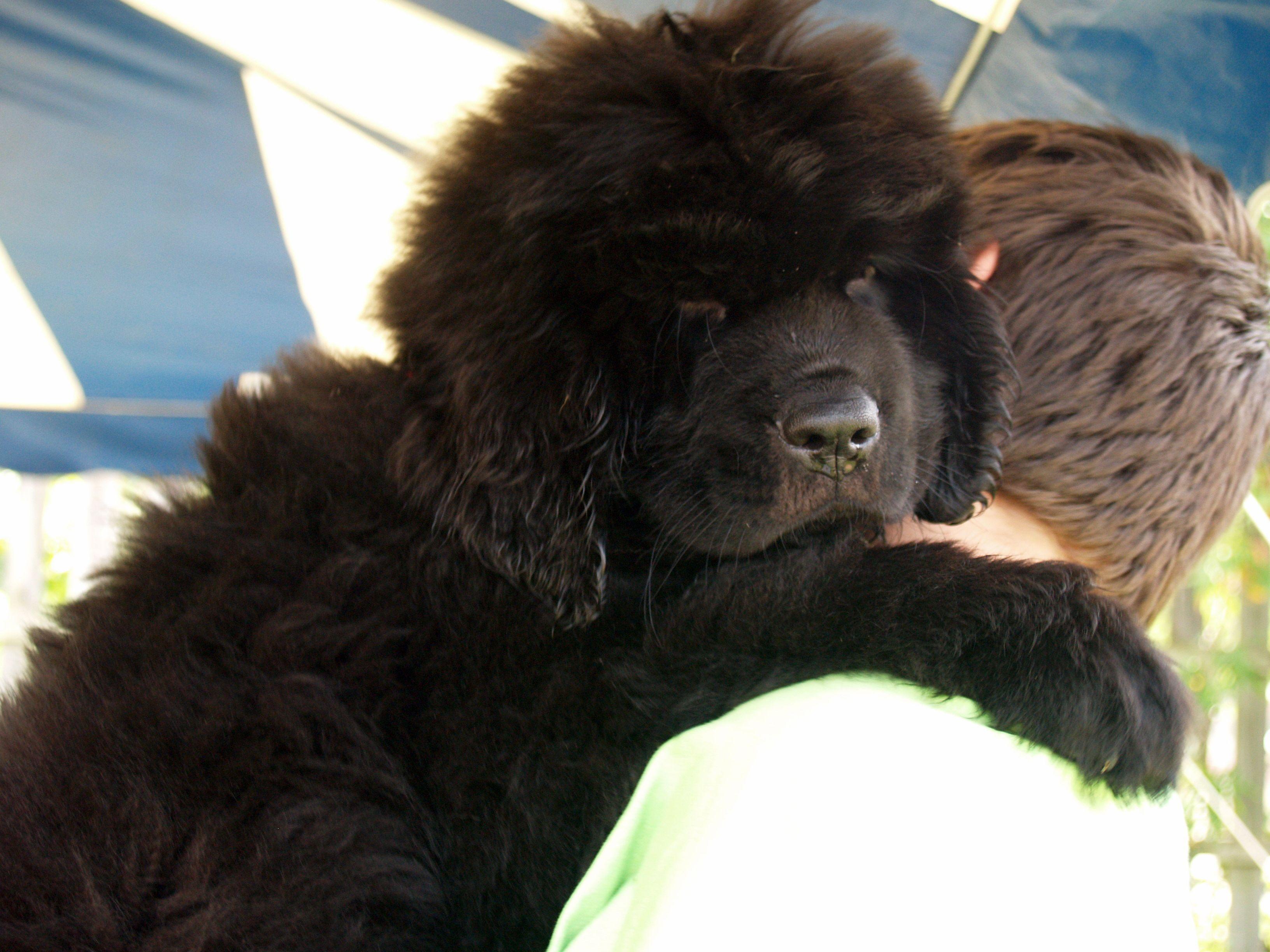 Newfoundland Dog Wallpapers - Top Free Newfoundland Dog Backgrounds ...