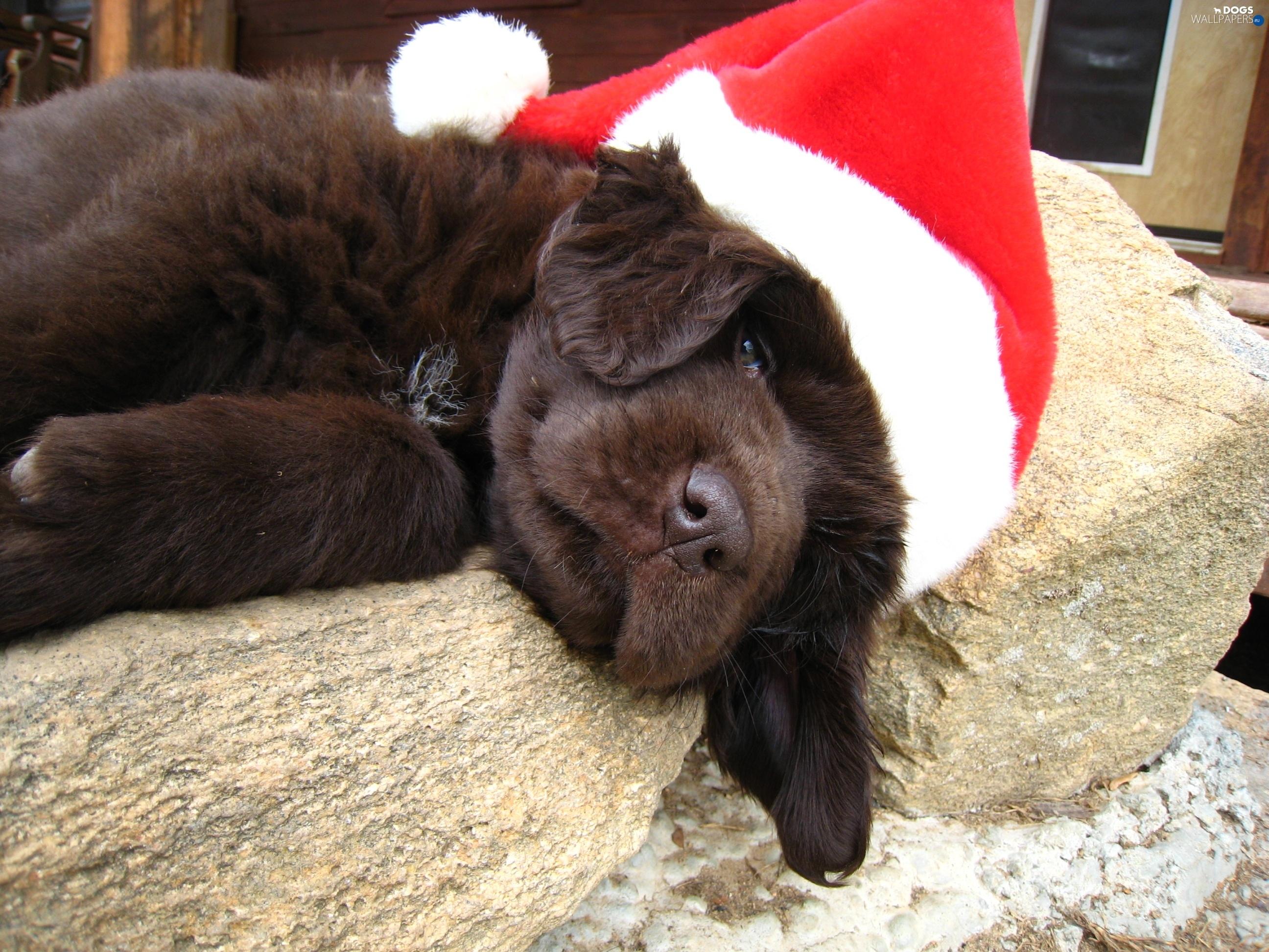 Newfoundland Dog Wallpapers - Top Free Newfoundland Dog Backgrounds ...