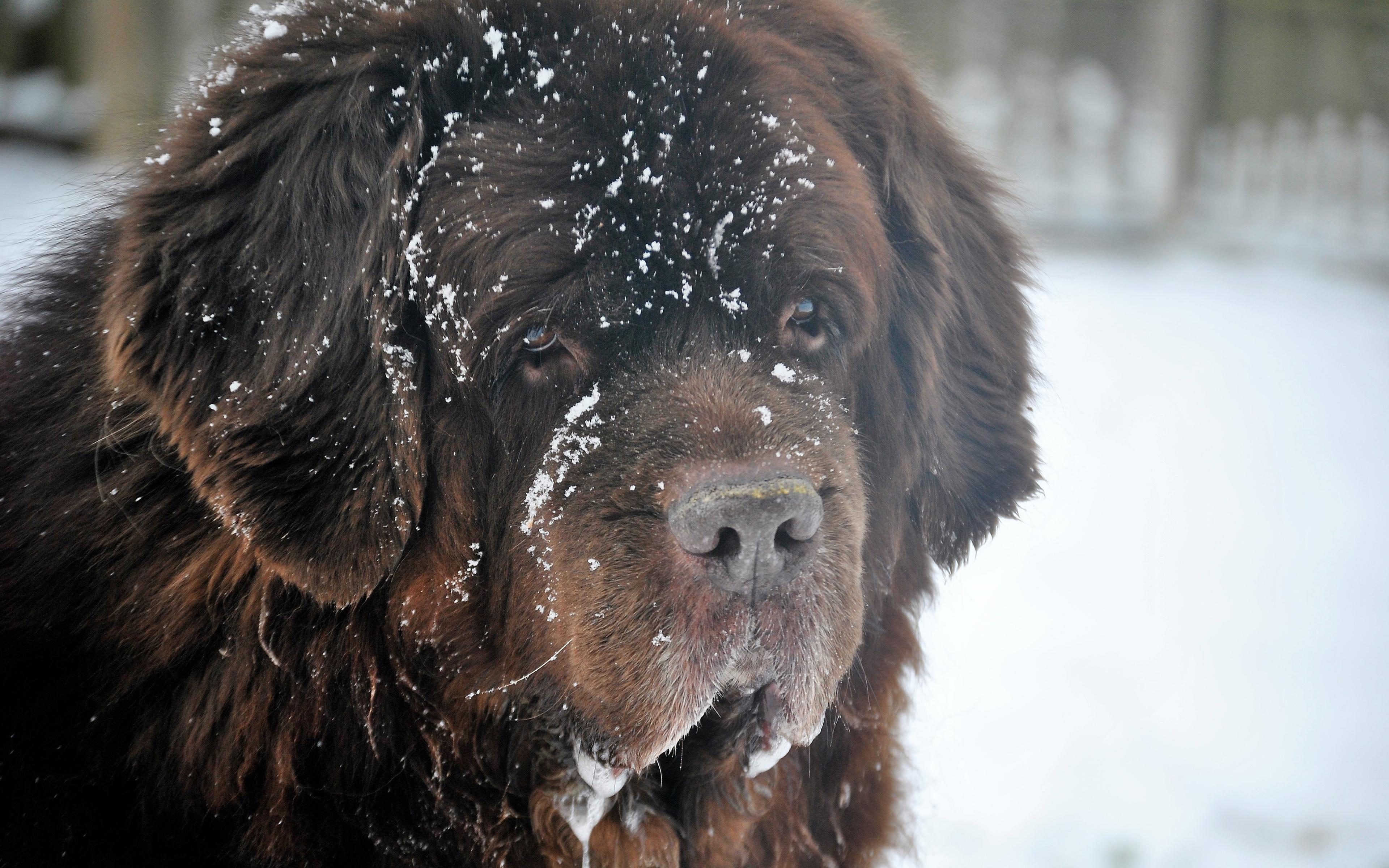 Newfoundland Dog Wallpapers - Top Free Newfoundland Dog Backgrounds ...