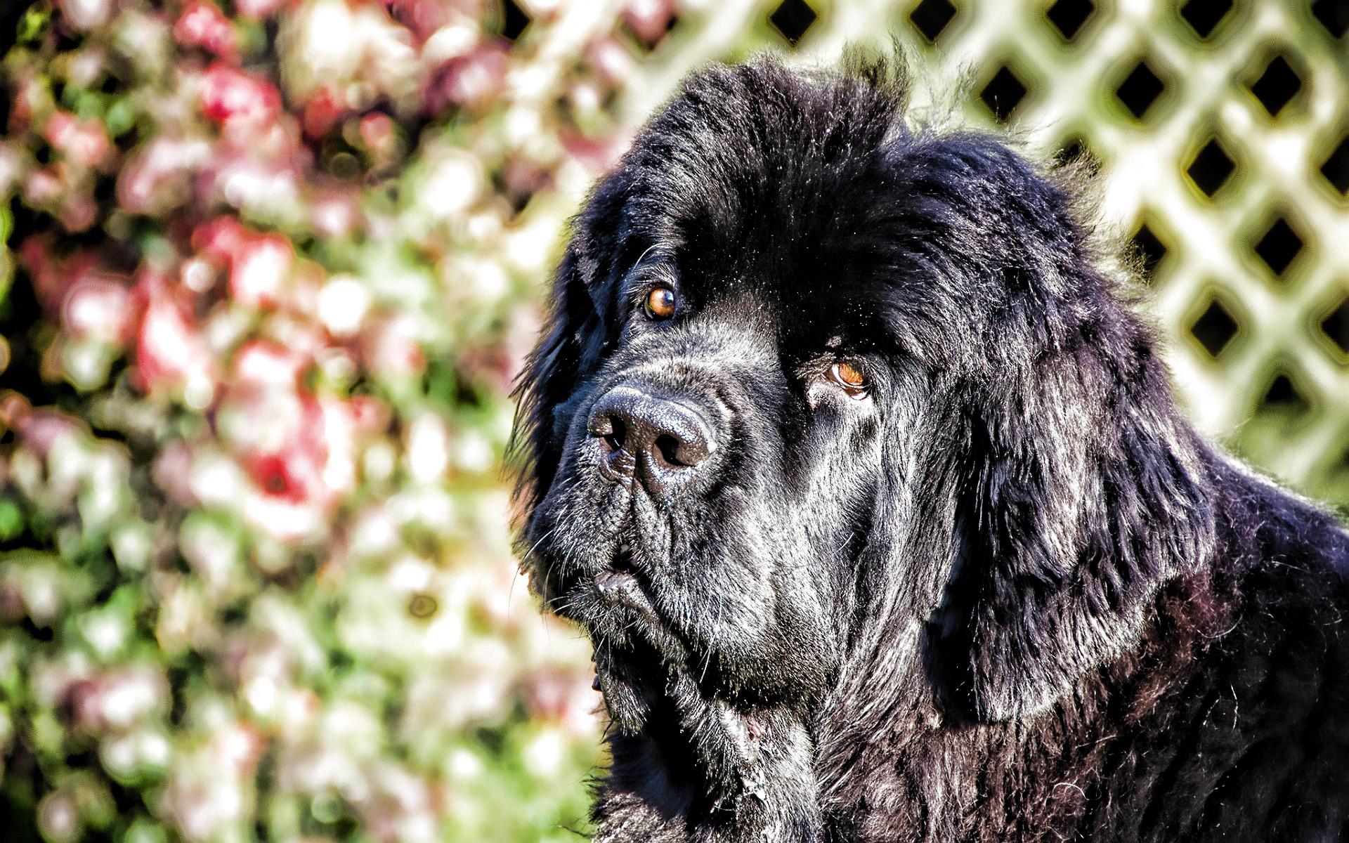 Newfoundland Dog Wallpapers - Top Free Newfoundland Dog Backgrounds ...