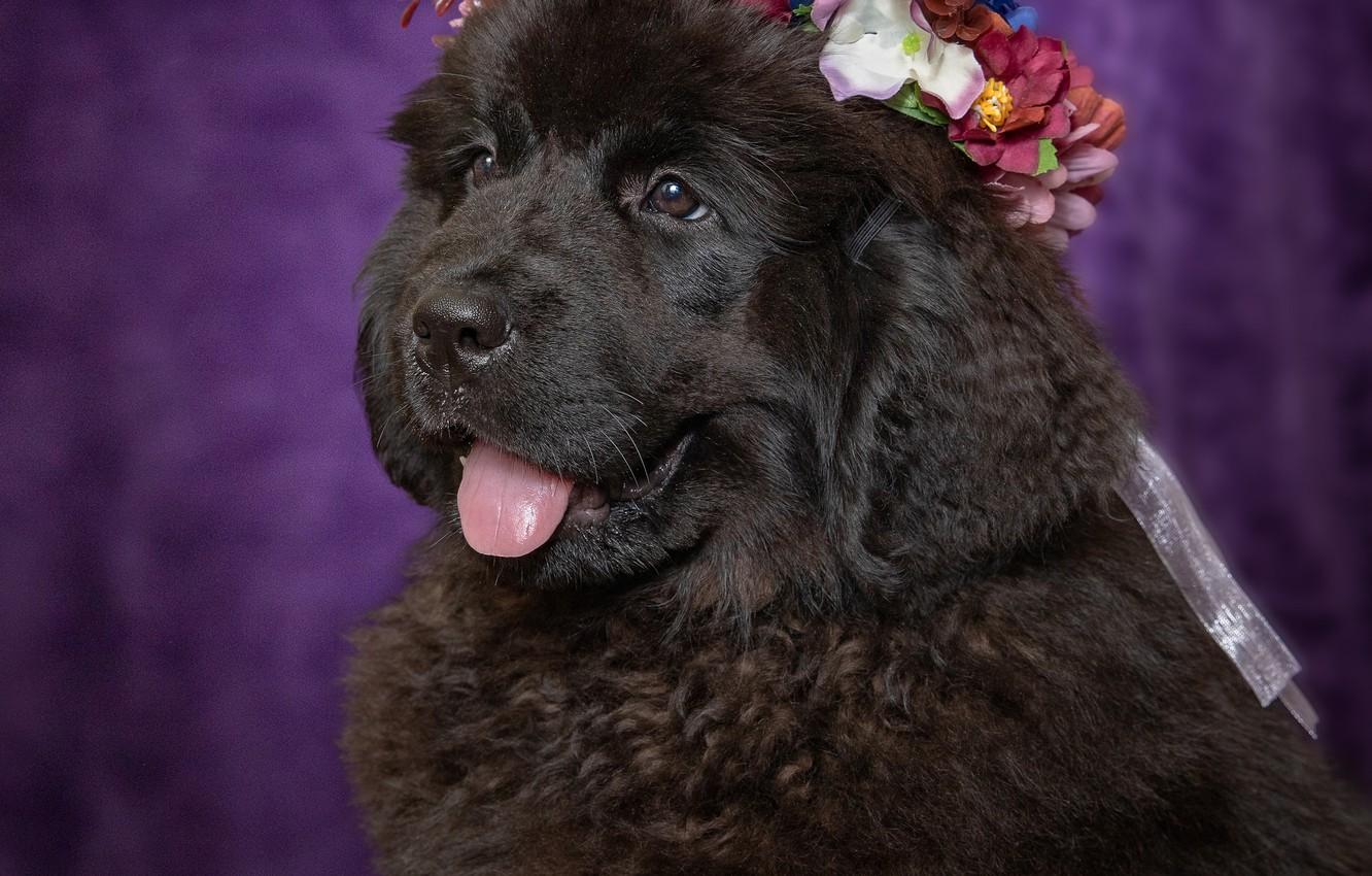 Newfoundland Dog Wallpapers - Top Free Newfoundland Dog Backgrounds ...