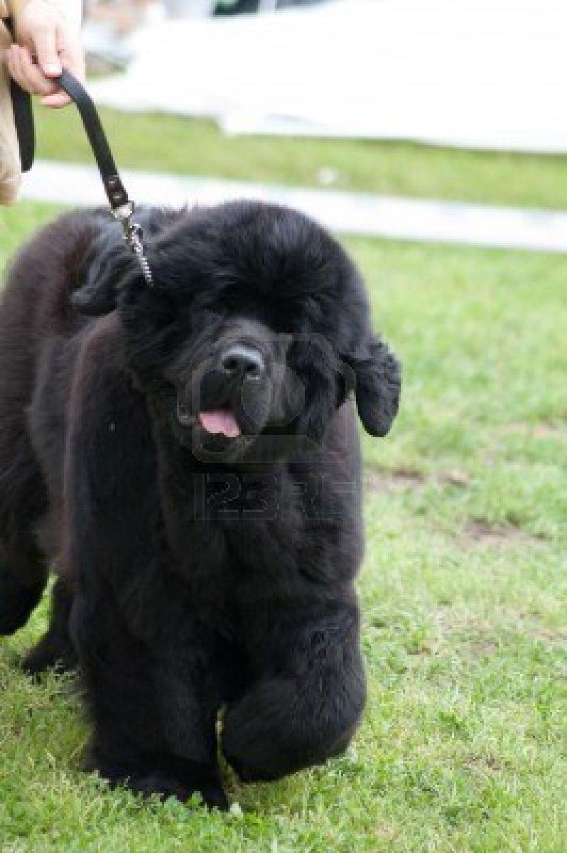 Newfoundland Dog Wallpapers - Top Free Newfoundland Dog Backgrounds ...