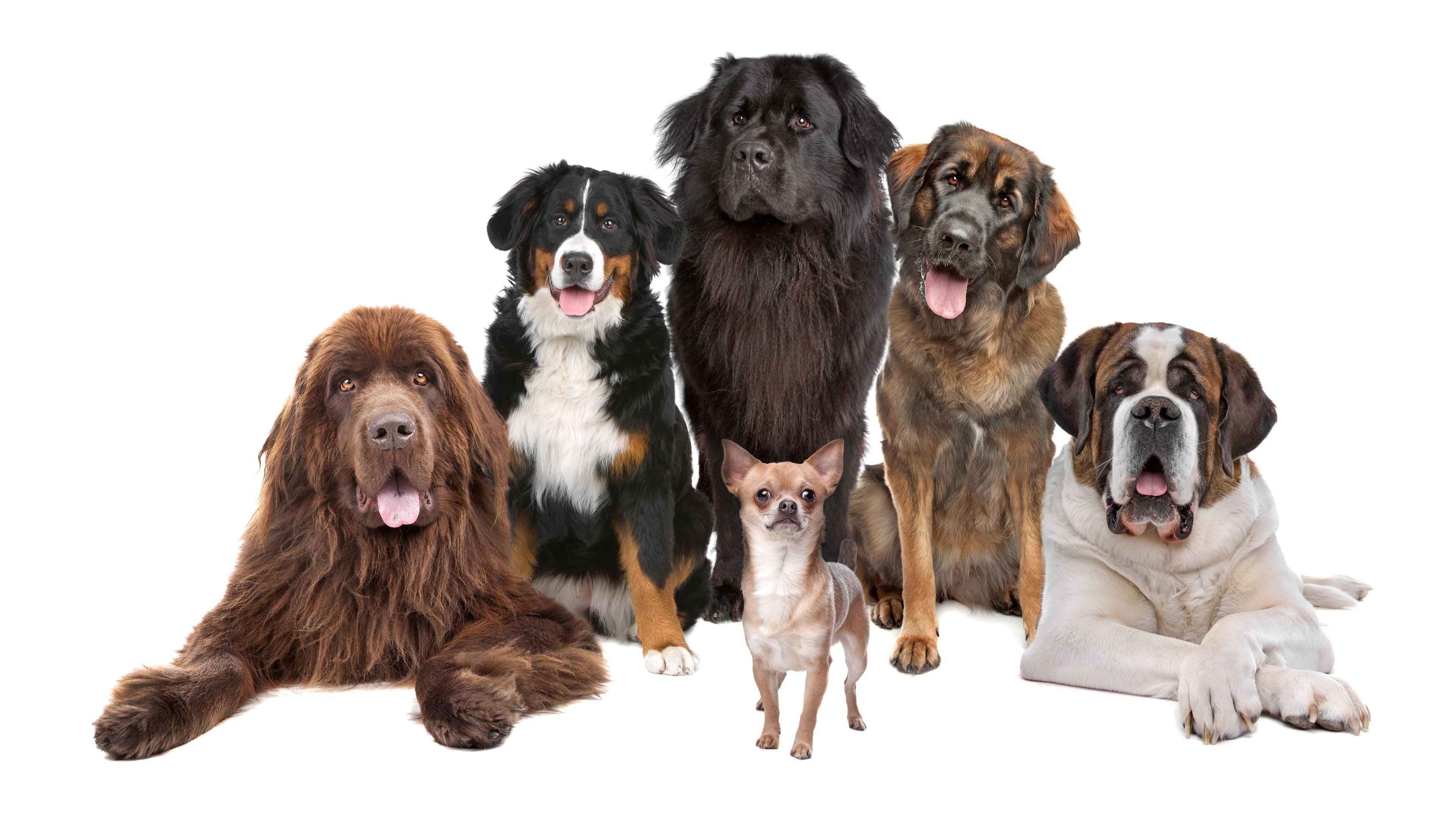 Newfoundland Dog Wallpapers - Top Free Newfoundland Dog Backgrounds ...