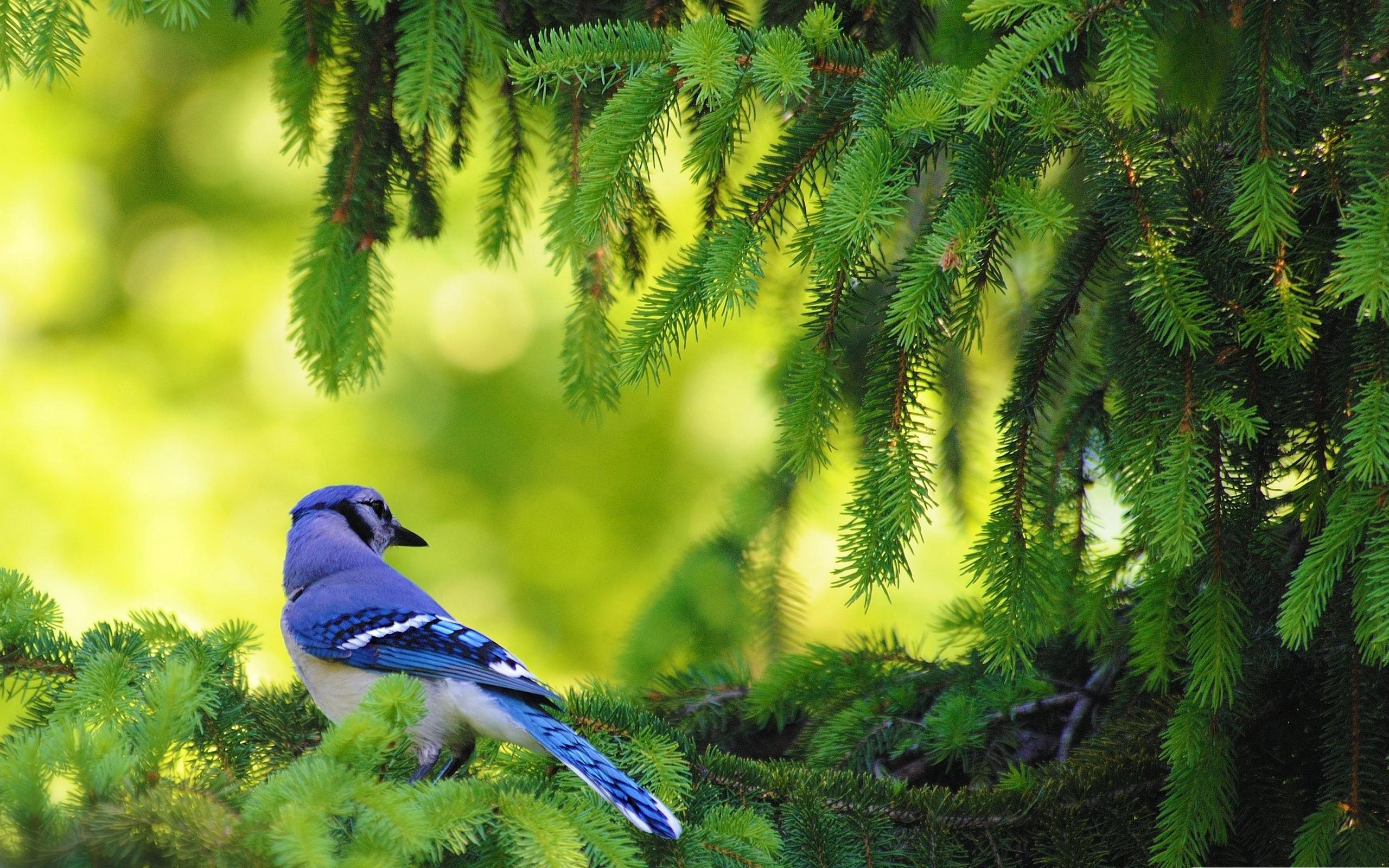 Bird Nature Wallpapers - Top Free Bird Nature Backgrounds - WallpaperAccess