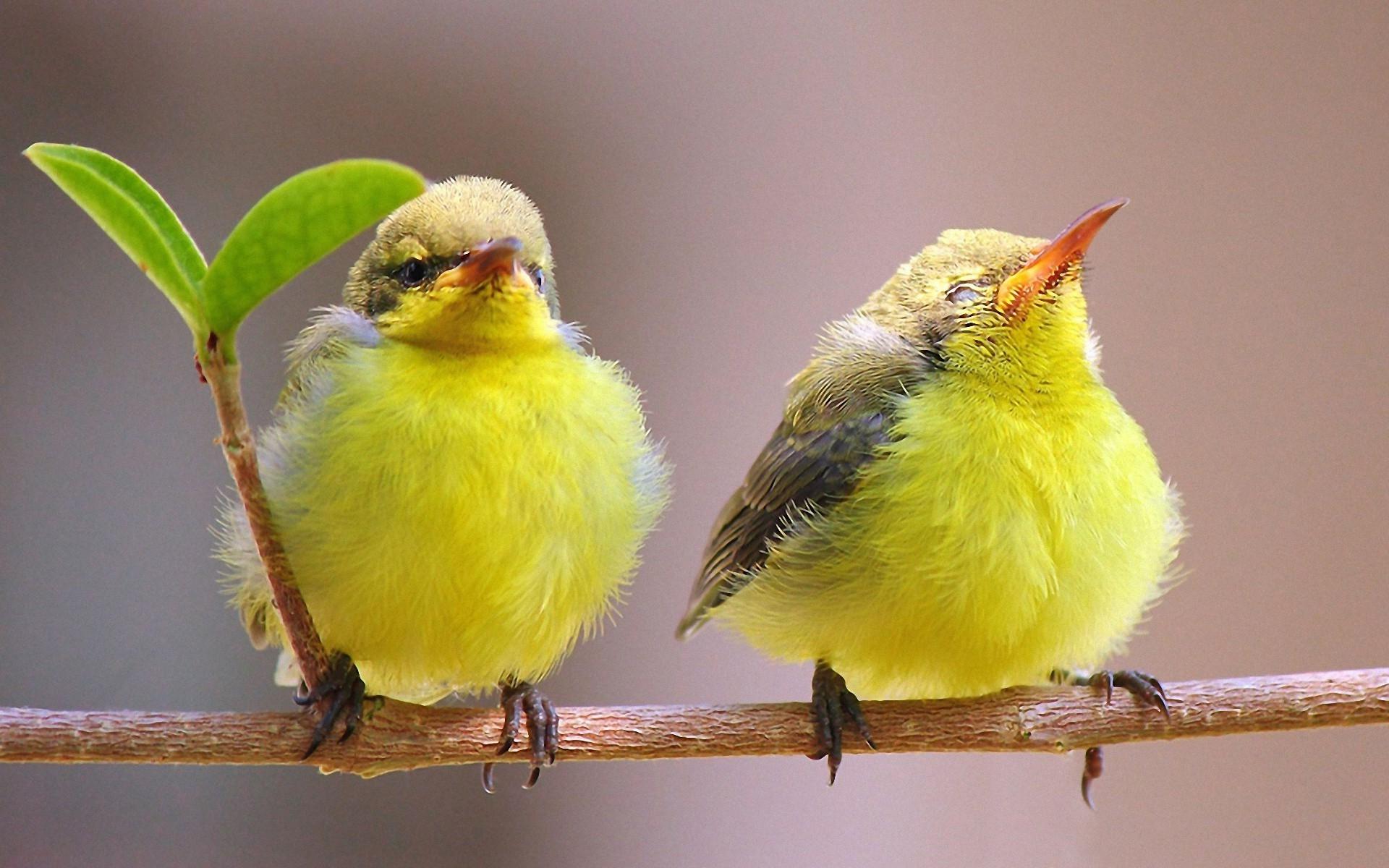 Bird Nature Wallpapers - Top Free Bird Nature Backgrounds - WallpaperAccess