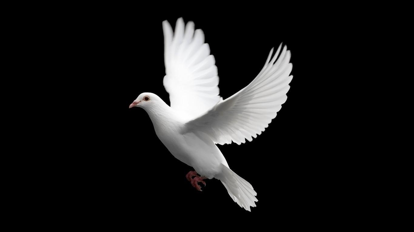 Bird Nature Wallpapers - Top Free Bird Nature Backgrounds - WallpaperAccess