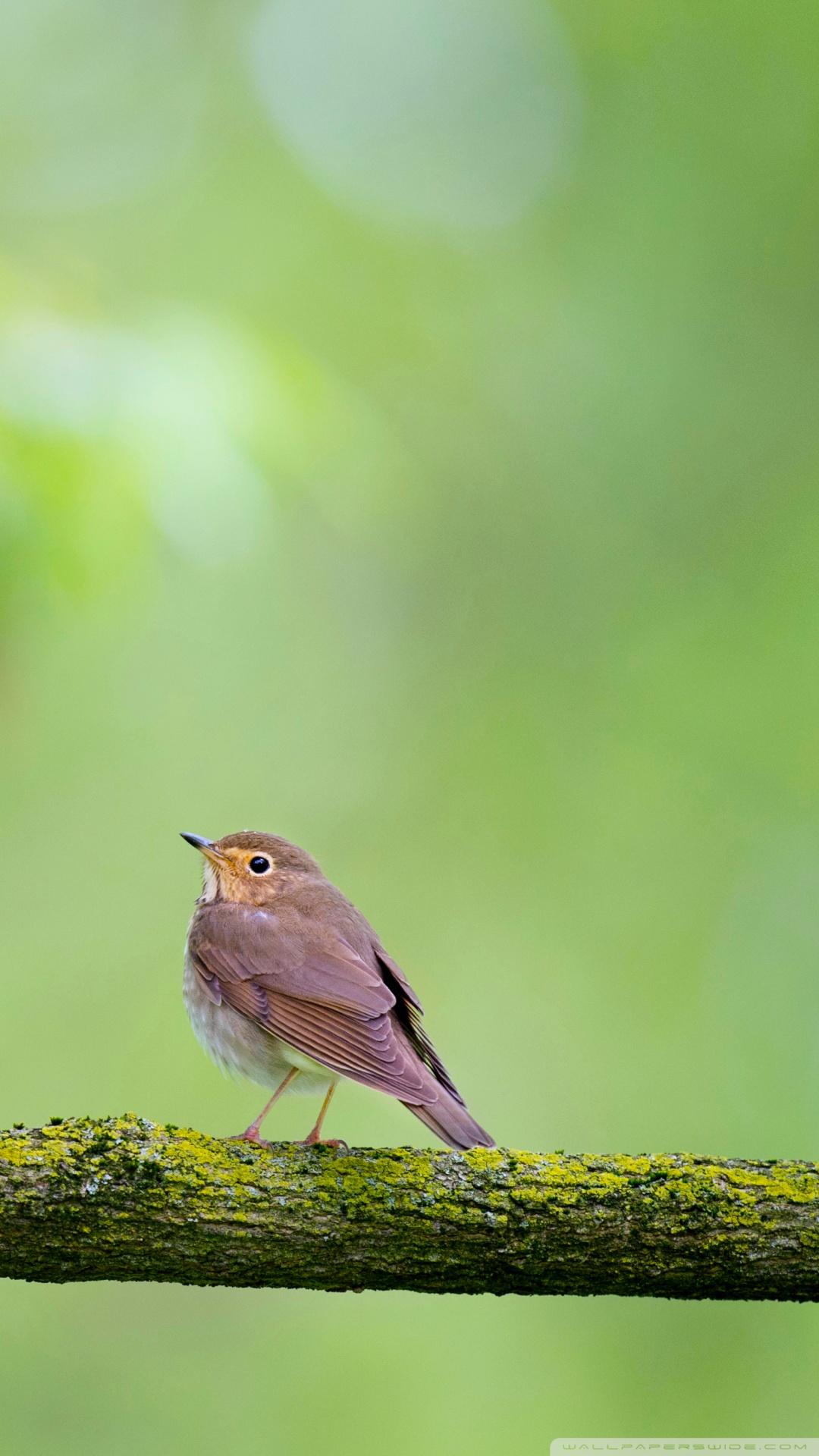 Bird Nature Wallpapers - Top Free Bird Nature Backgrounds - WallpaperAccess