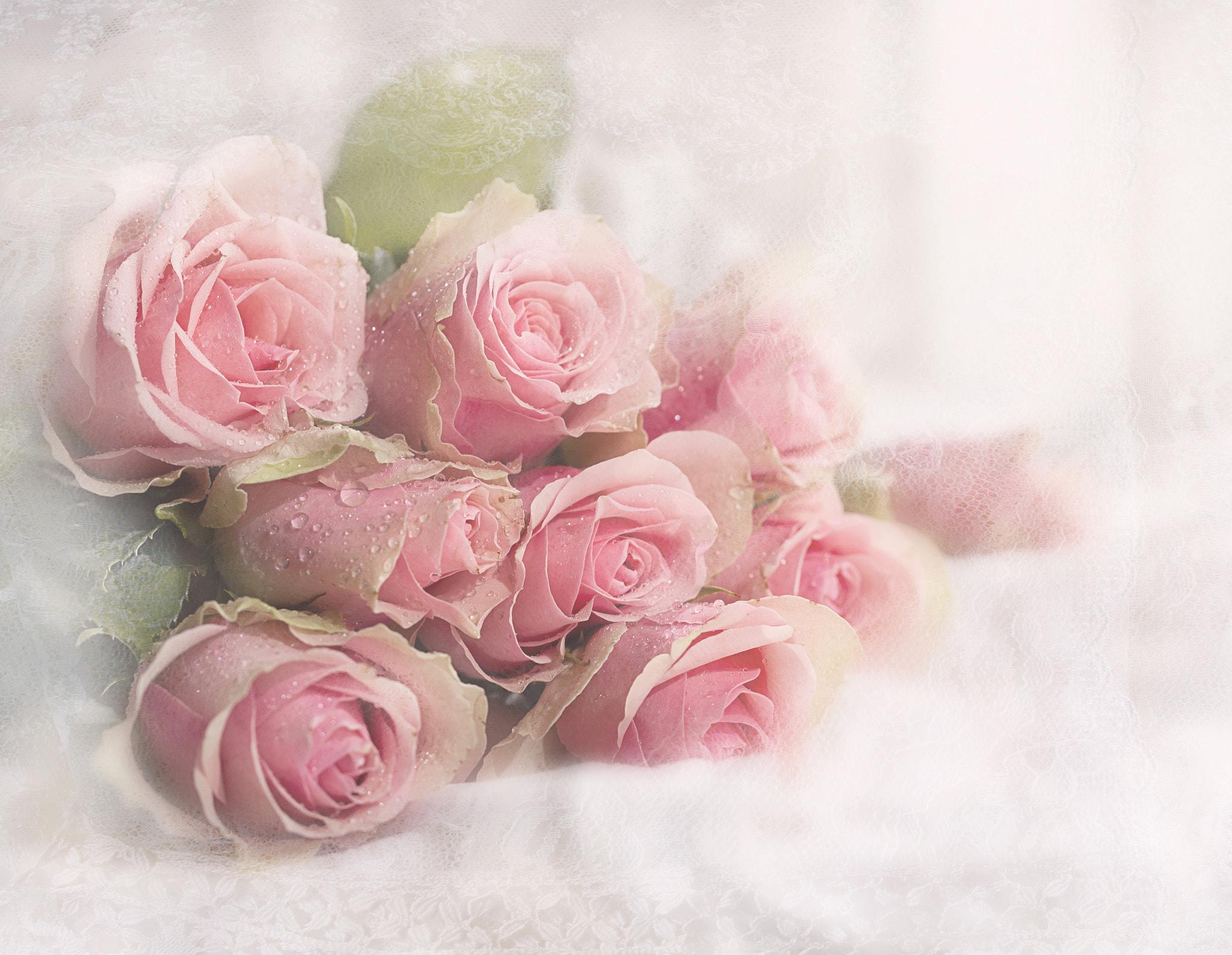Soft Pink Roses Wallpapers - Top Free Soft Pink Roses Backgrounds ...
