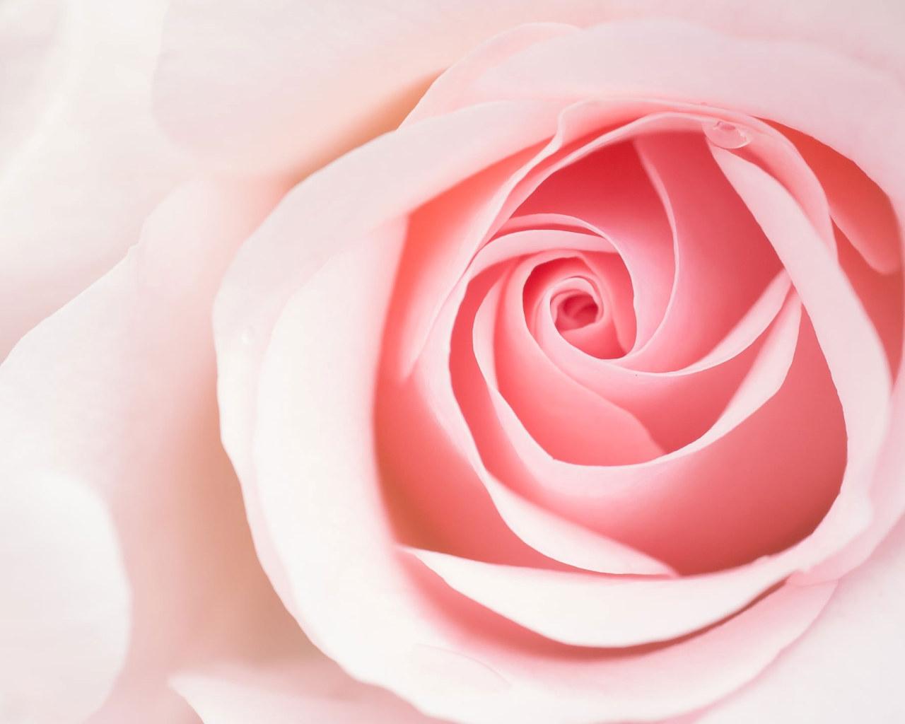 Soft Pink Roses Wallpapers - Top Free Soft Pink Roses Backgrounds ...