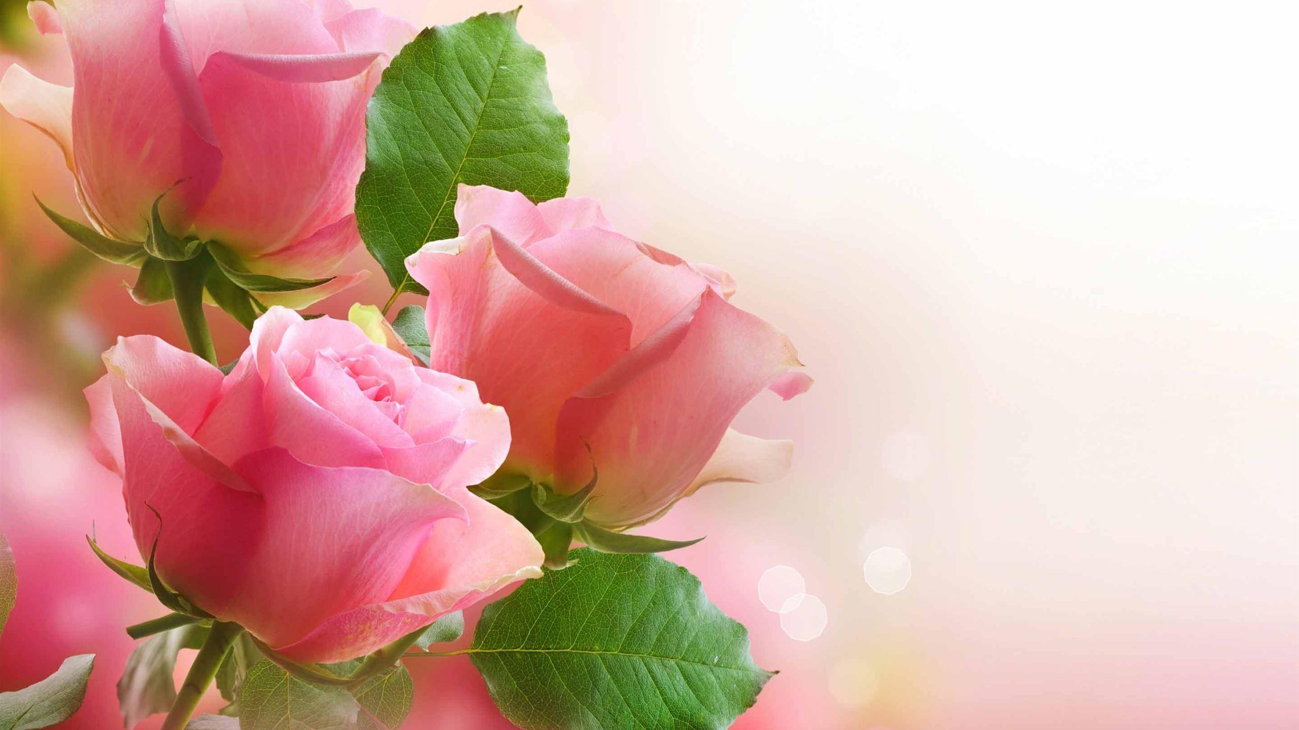Soft Pink Roses Wallpapers - Top Free Soft Pink Roses Backgrounds ...