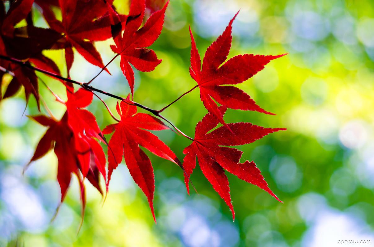 Japanese Maple Leaves Wallpapers - Top Free Japanese Maple Leaves ...